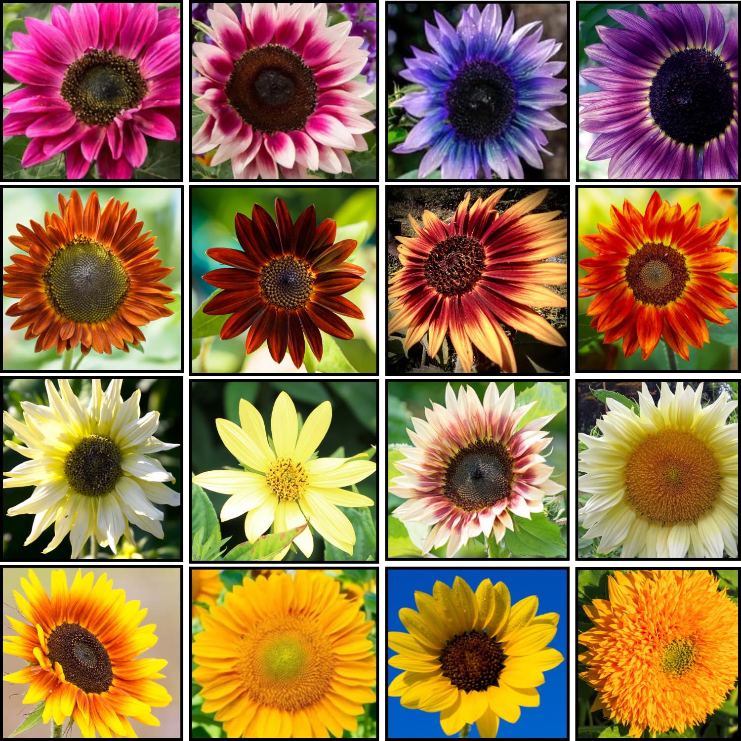 500+ Mixed Sunflower Seeds for Planting ZLK1 (15+ Varieties, Crazy Mixture), Indoor & Outdoor ...