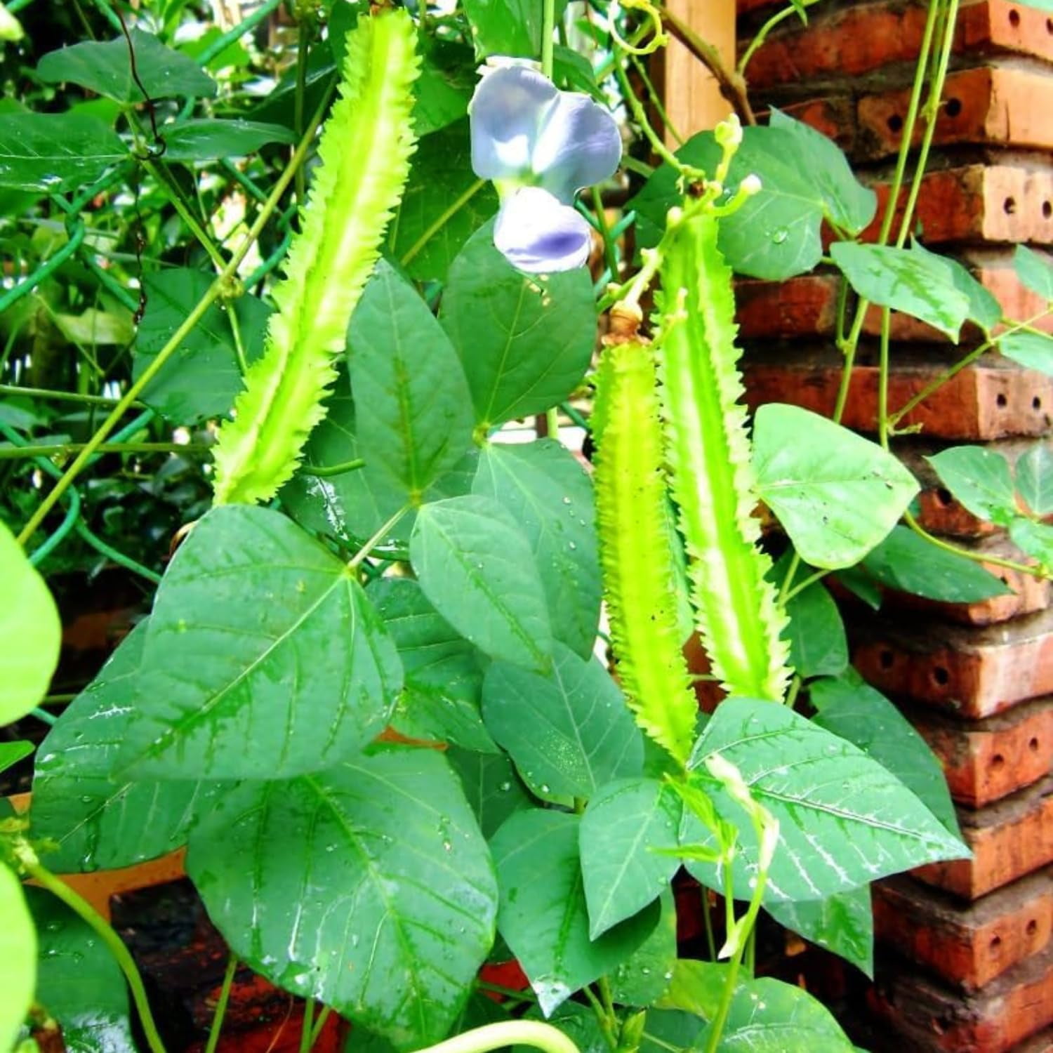 50 Winged Bean AJH3 Seeds - Đậu Rồng - Aka. Dragon Bean, Four Angled ...