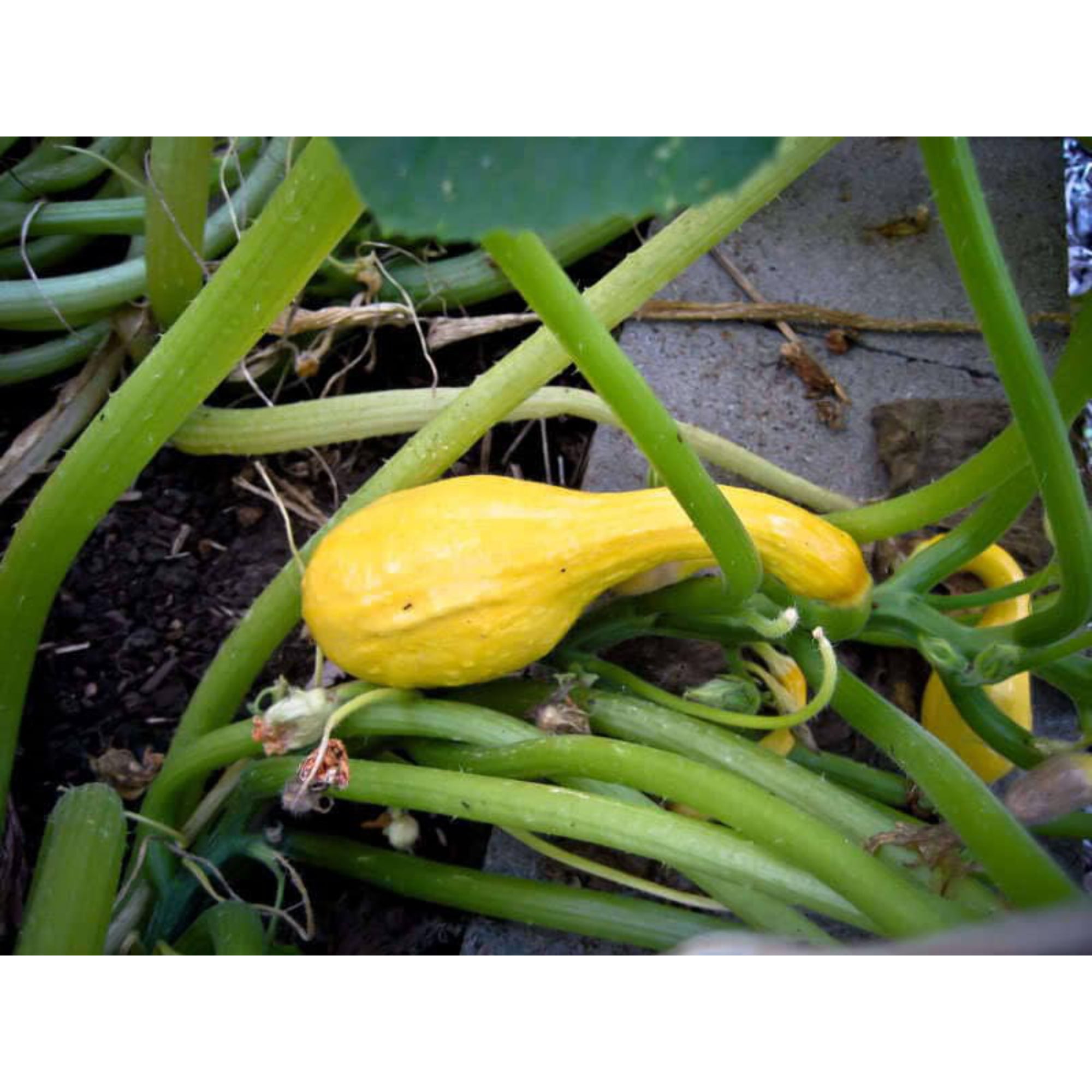 Cucurbita Pepo Summer Squash