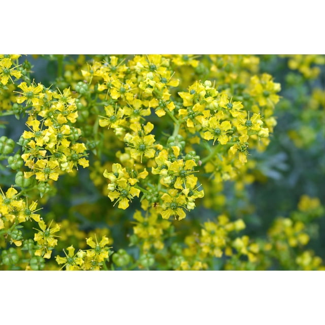 50 YELLOW RUE Herb of Grace Common Ruta Graveolens Fragrant Evergreen ...