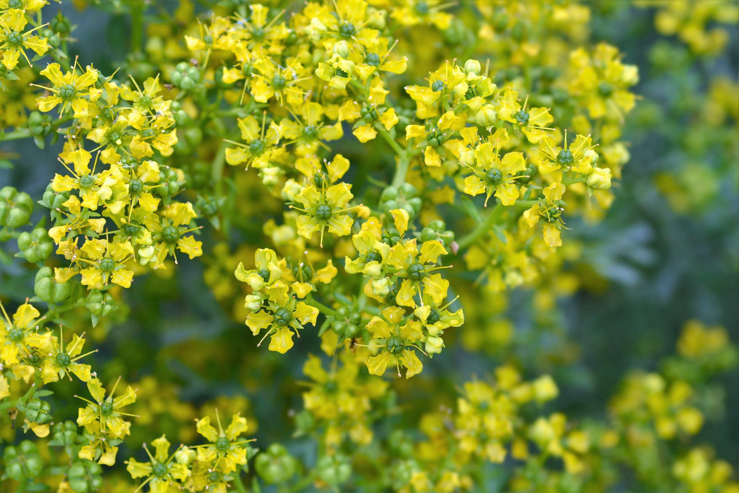 50 YELLOW RUE Herb of Grace Common Ruta Graveolens Fragrant Evergreen ...
