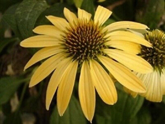 50 Yellow Coneflower Seeds Echinacea Perennial Flowers Flower Seed ...