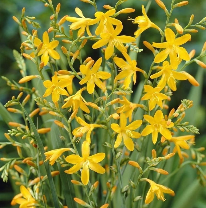 40 Yellow Crocosmia Bulbs, Perennial Crocosmia Flower Bulbs for ...