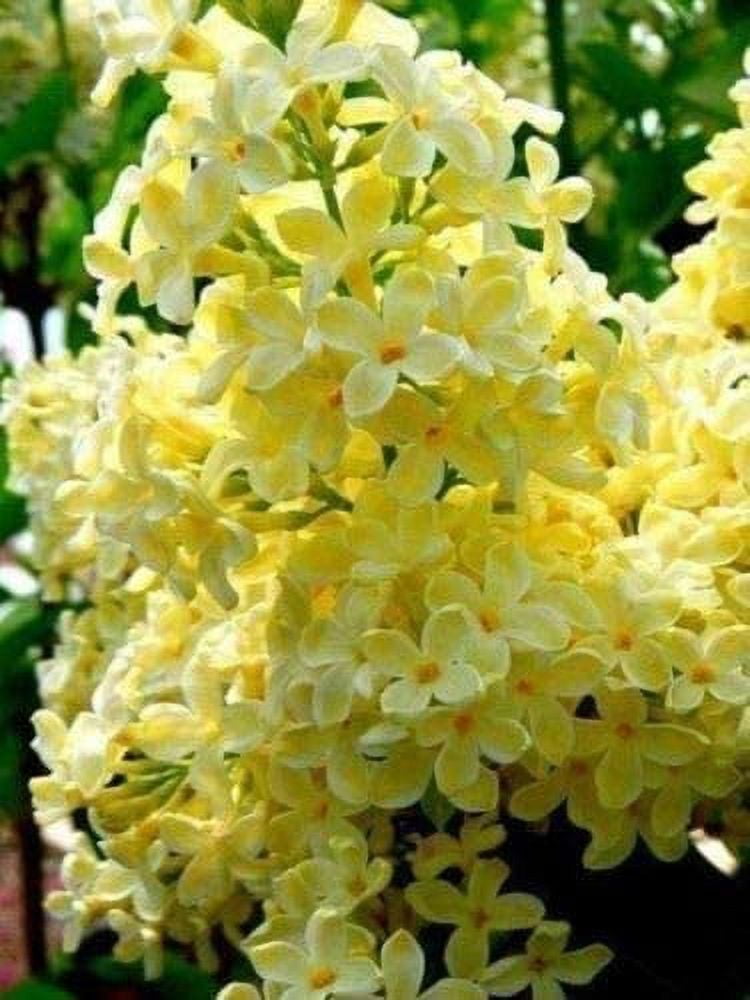 CZ Grain 50 Yellow Lilac Seeds, Japanese Bonsai Tree, Fragrant White ...
