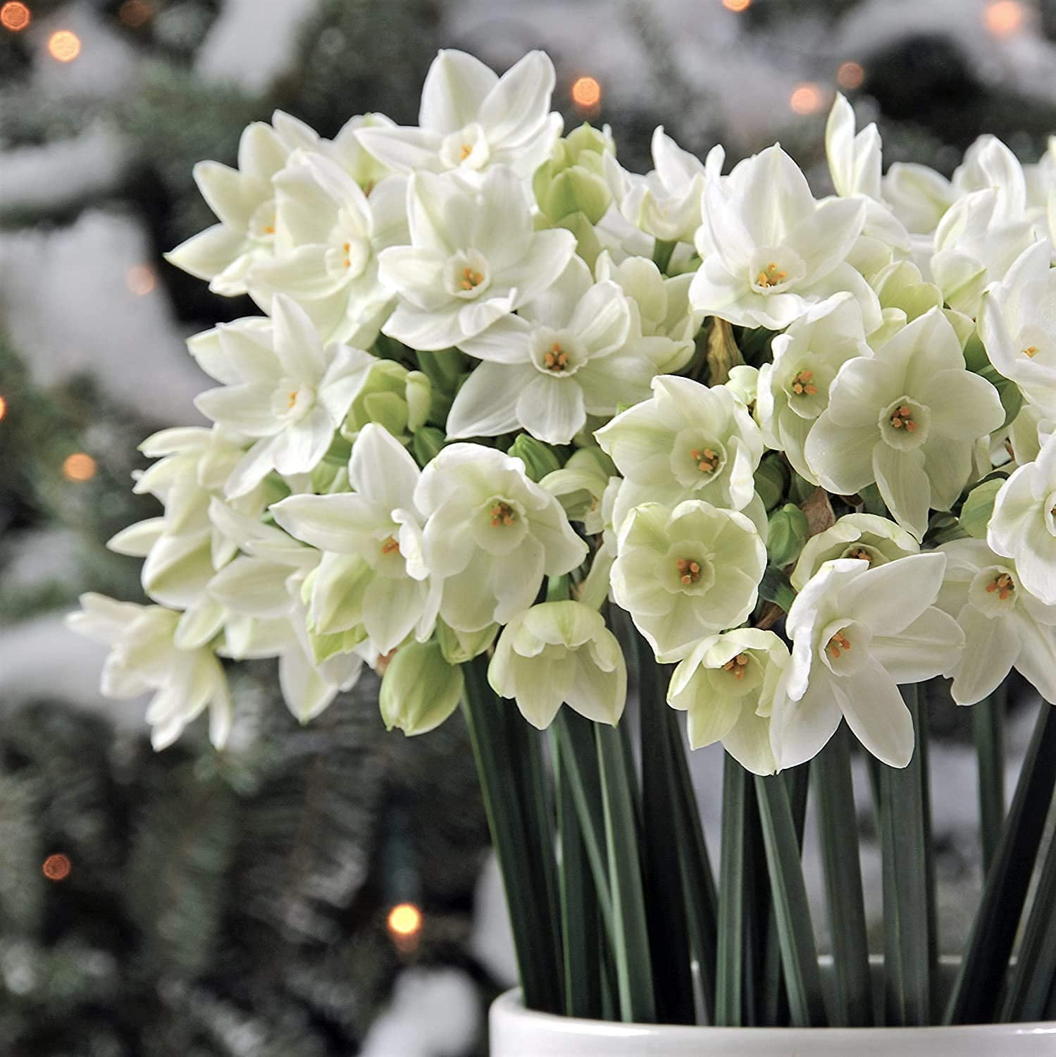50 Ziva Paperwhite Bulbs - Fast Flowering Indoor Blooms - Largest Bulbs ...
