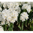 Ziva Paperwhites Narcissus Flower Bulbs, 50 Pack for Indoor Planting ...