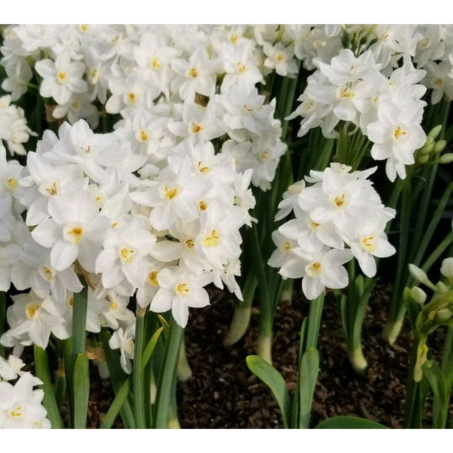 Ziva Paperwhites Narcissus Flower Bulbs, 50 Pack for Indoor Planting ...