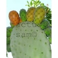 50 seeds, Orange Fruit Prickly Pear Cactus, Opuntia megacantha, Nopal ...