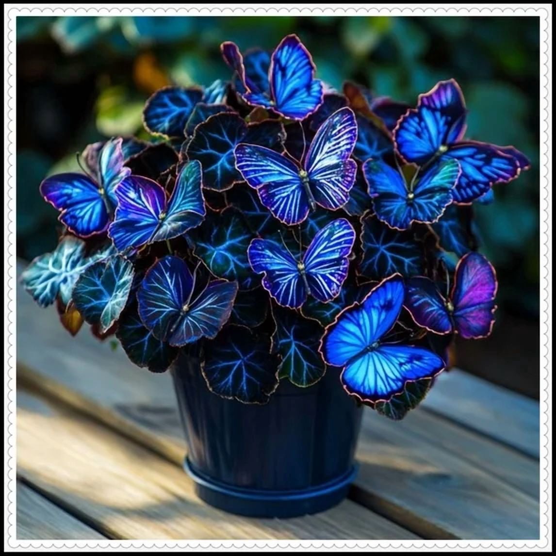 Butterfly Hostas For Planting Cultivation-(Non-Artificial)-Easy to Grow ...
