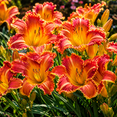 500-1500pcs，Giant Daylily For Planting Ideal for Gardening Deer ...