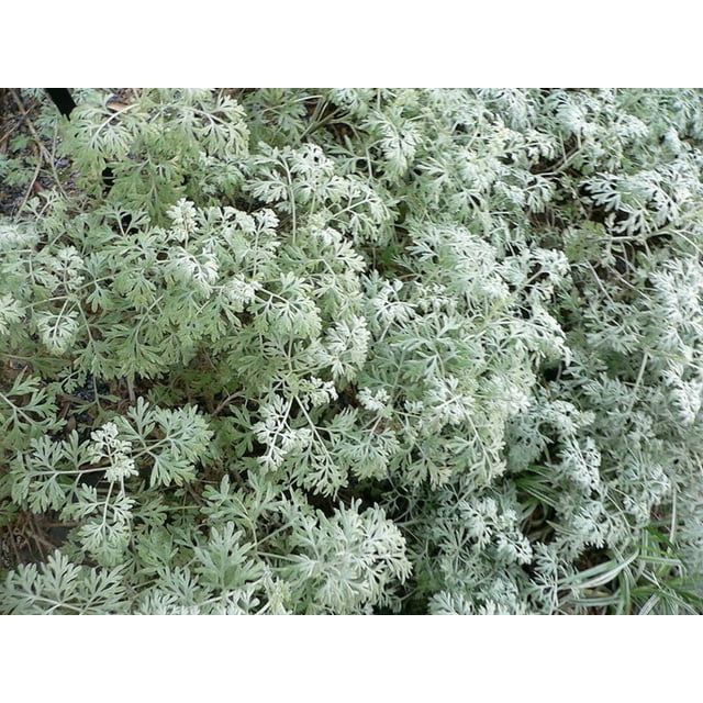 500 ABSINTHE WORMWOOD Common Artemisia Absinthium Green Ginger Herb ...