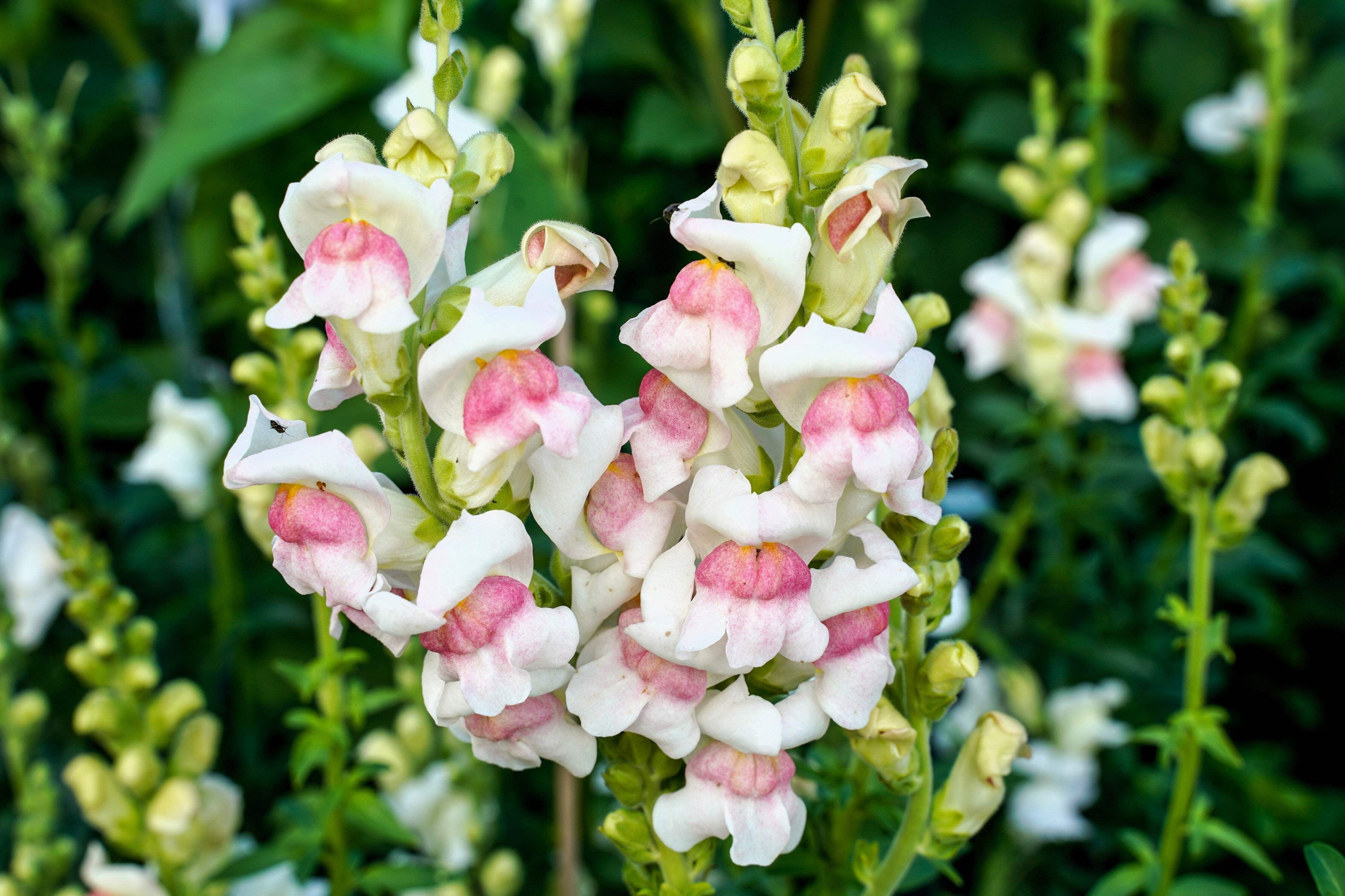 500 APPLE BLOSSOM SNAPDRAGON Antirrhinum Majus Appleblossom Pink Coral ...