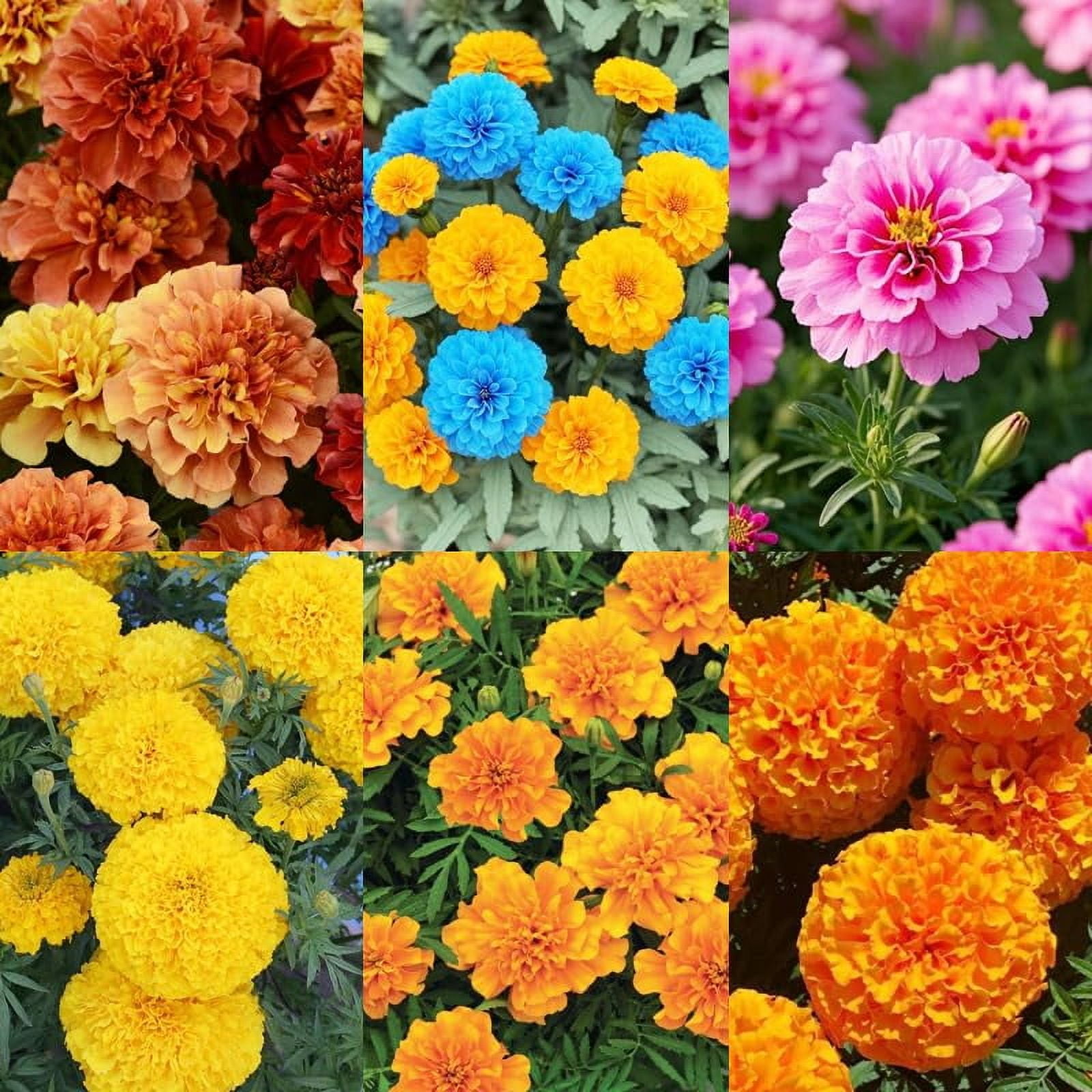 500+ Annual French Marigold Garden Flower MVR1 Mix Flower Seeds for ...