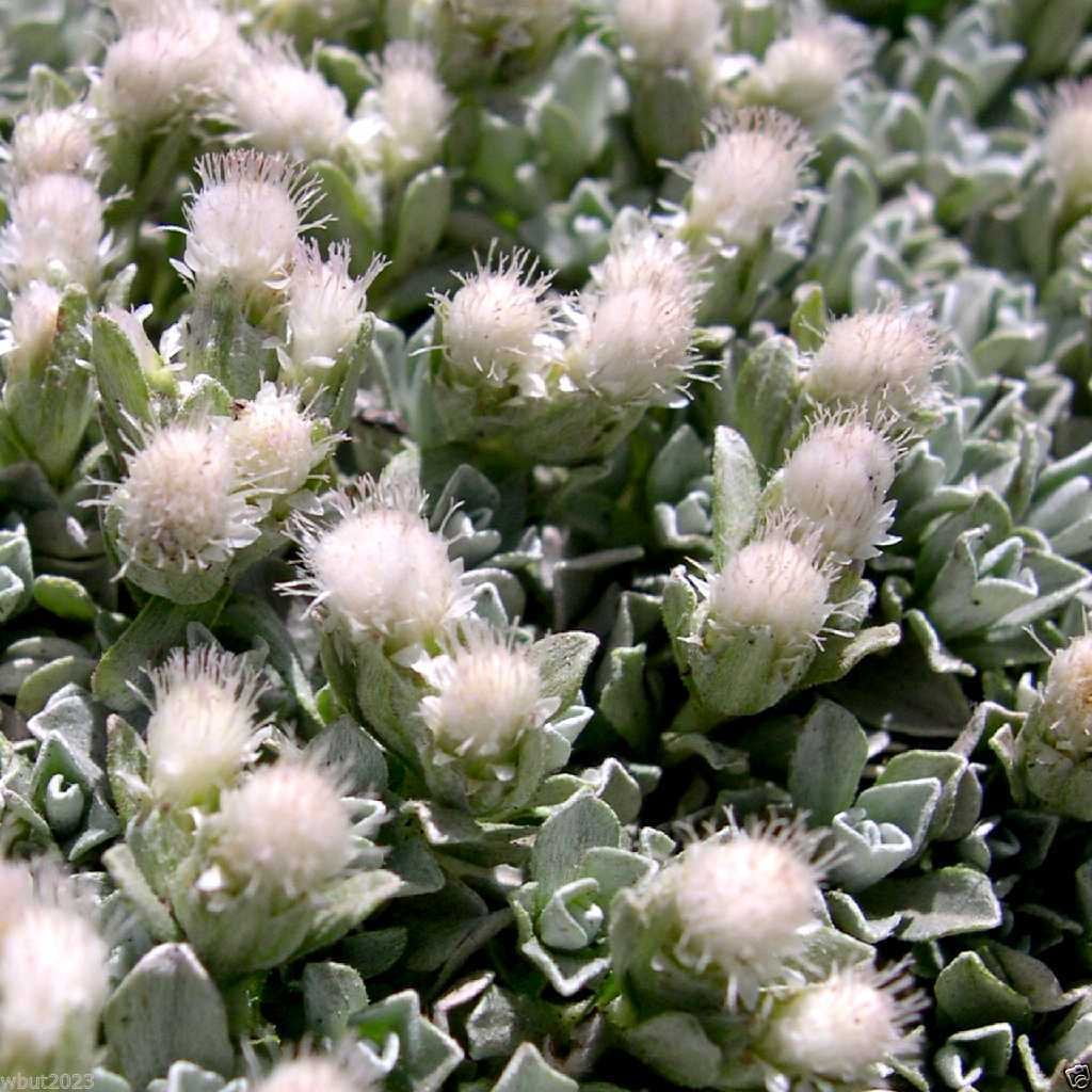 500 Antennaria Seeds - White - PUSSYTOES, Cats Paws,perennial ground ...
