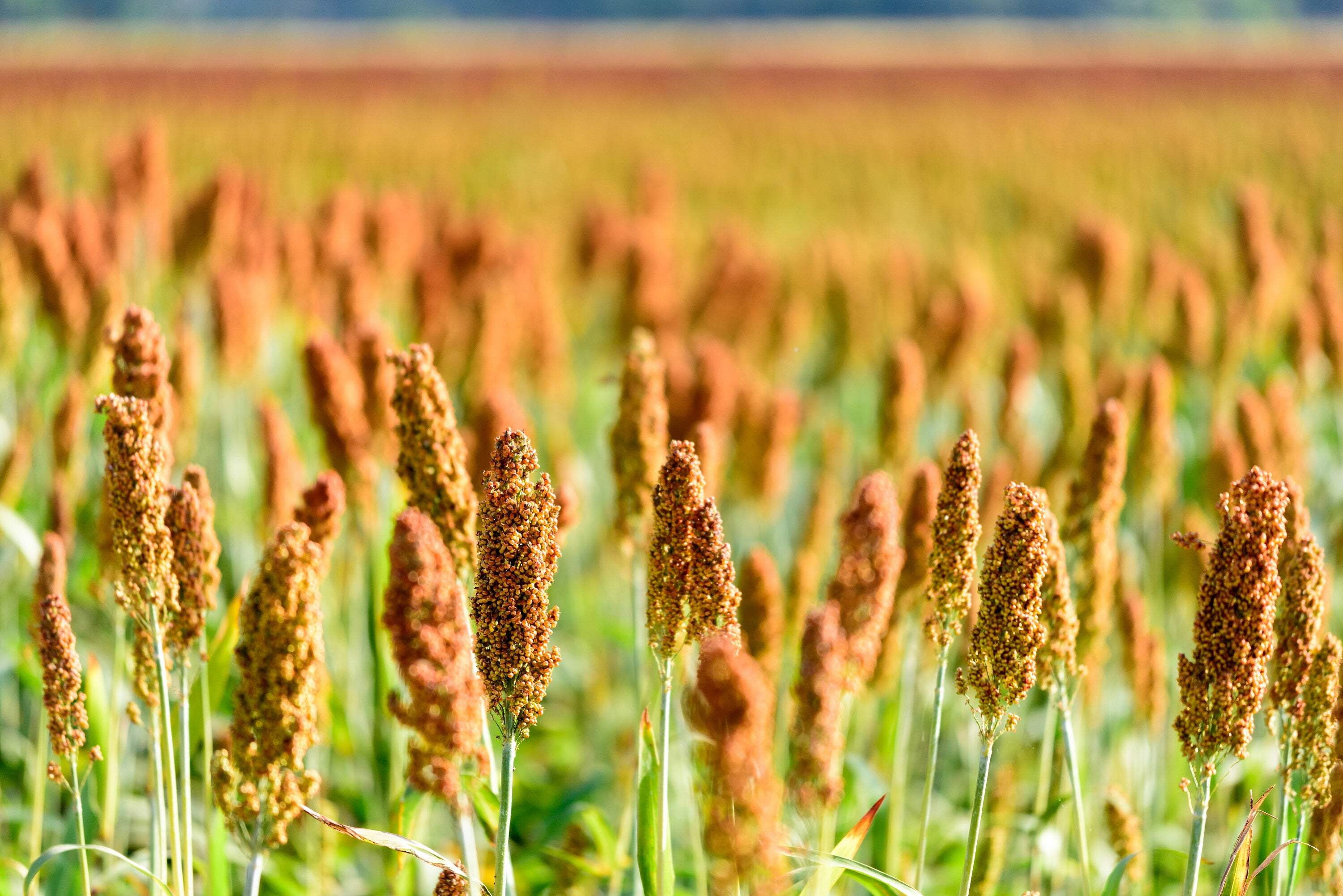 500 BROWNTOP MILLET Urochloa Ramosa Panicum Brachiaria Brown Top Dixie ...