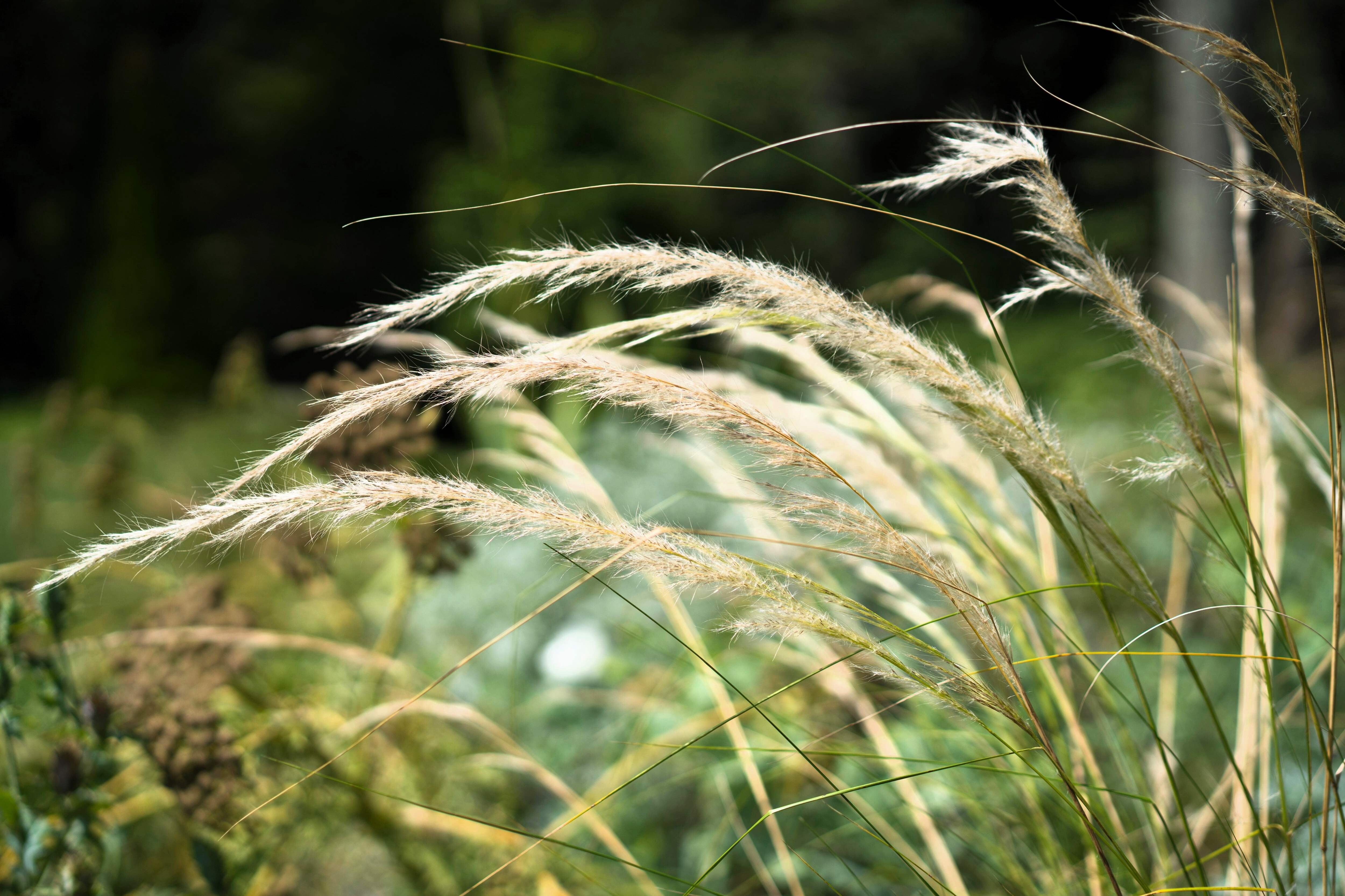 500 CANADIAN RYE Elymus Canadensis Grain Grazing Grass Ground Cover ...
