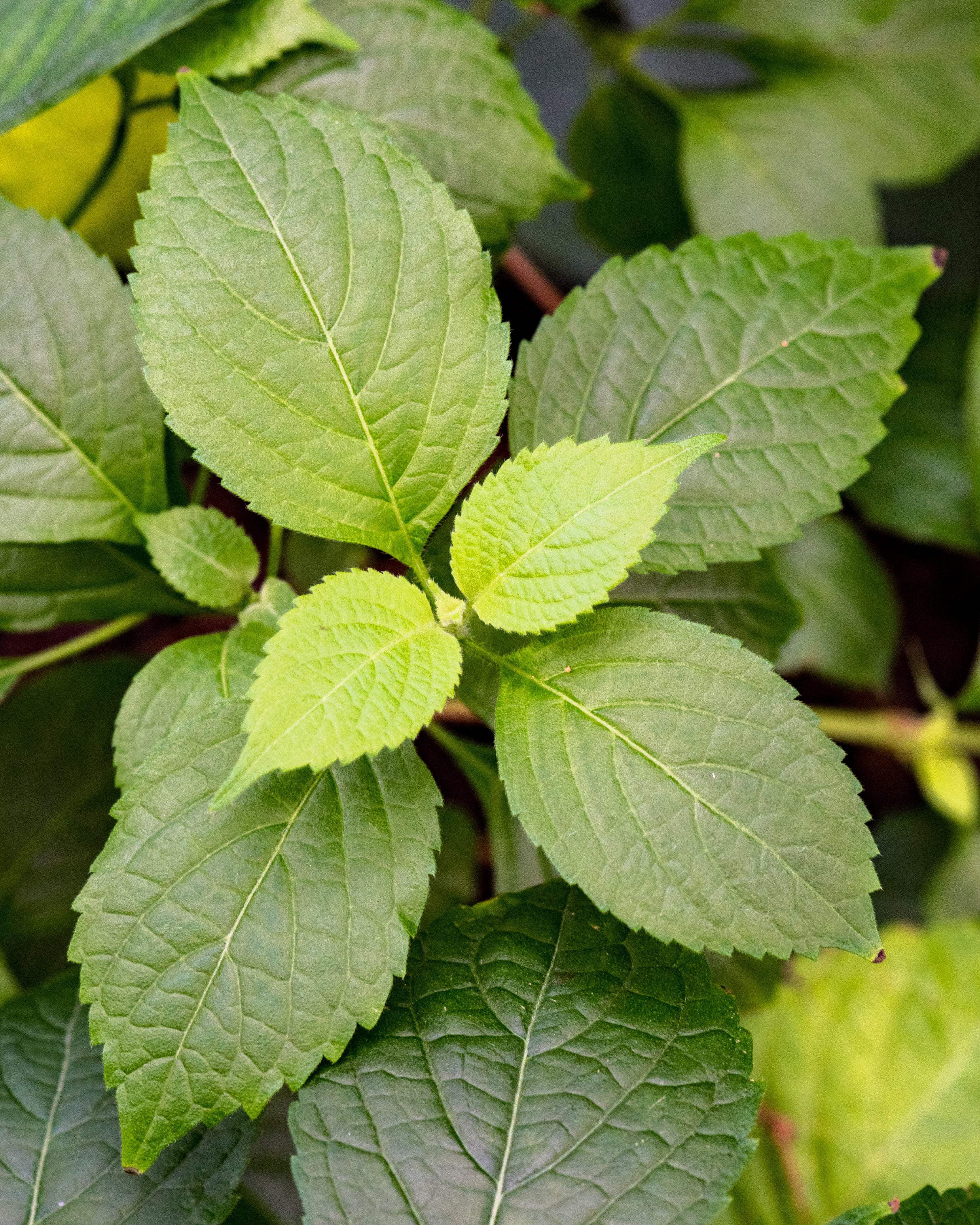 500 CLOVE BASIL Ocimum Basilicum Herb Flower Seeds - Walmart.com