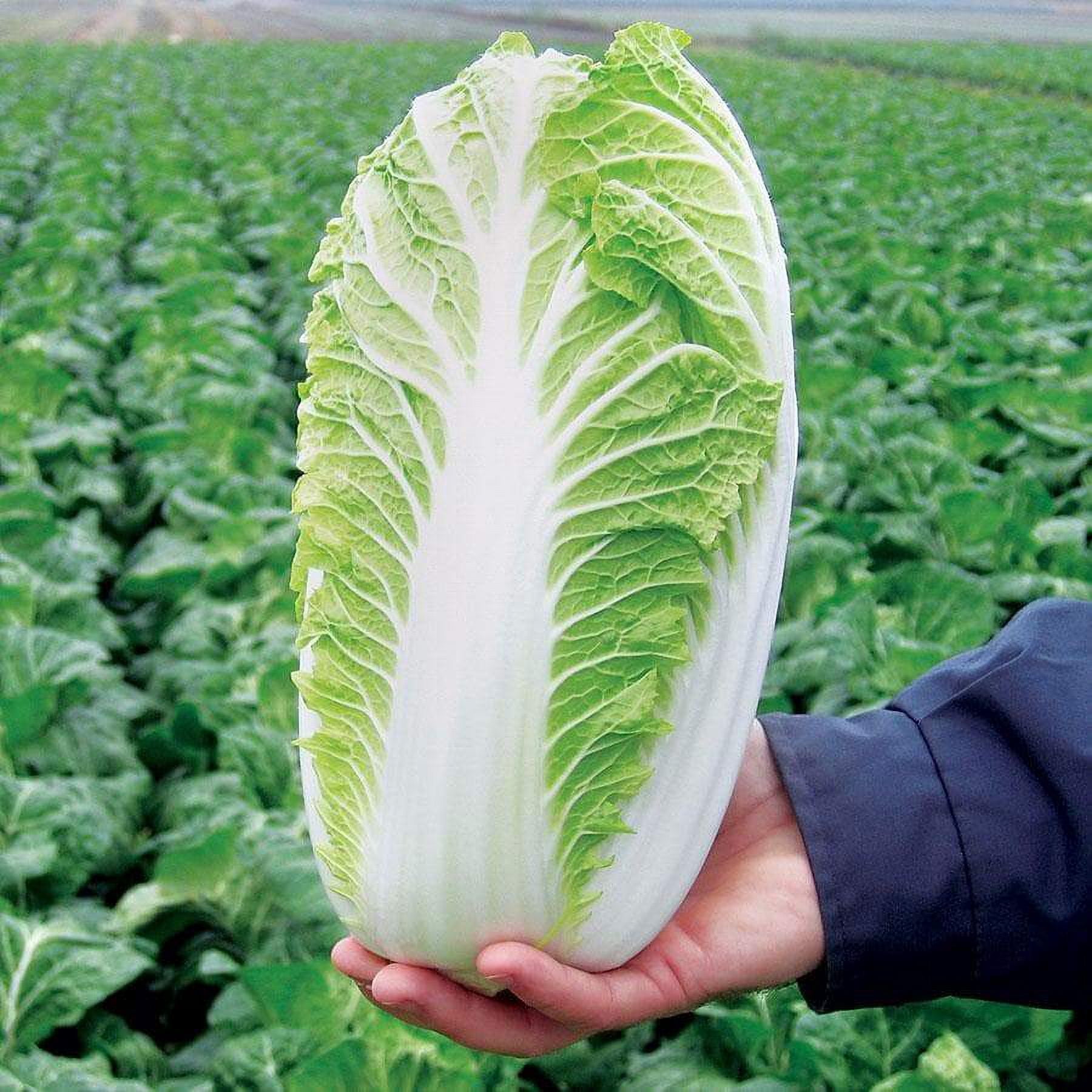 1000 Chinese Cabbage-Michihili/Napa Cabbage Seeds, Heirloom, Non GMO ...