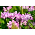 500 Chinese Milk Vetch Flower Seeds for Planting - Astragalus sinicus ...