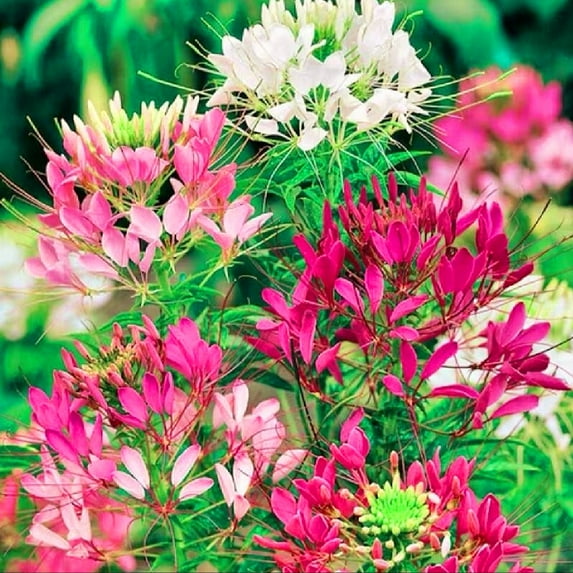 500 Cleome Seeds - Color Fountain Mixed Colors Golden Bee Plant Spider ...
