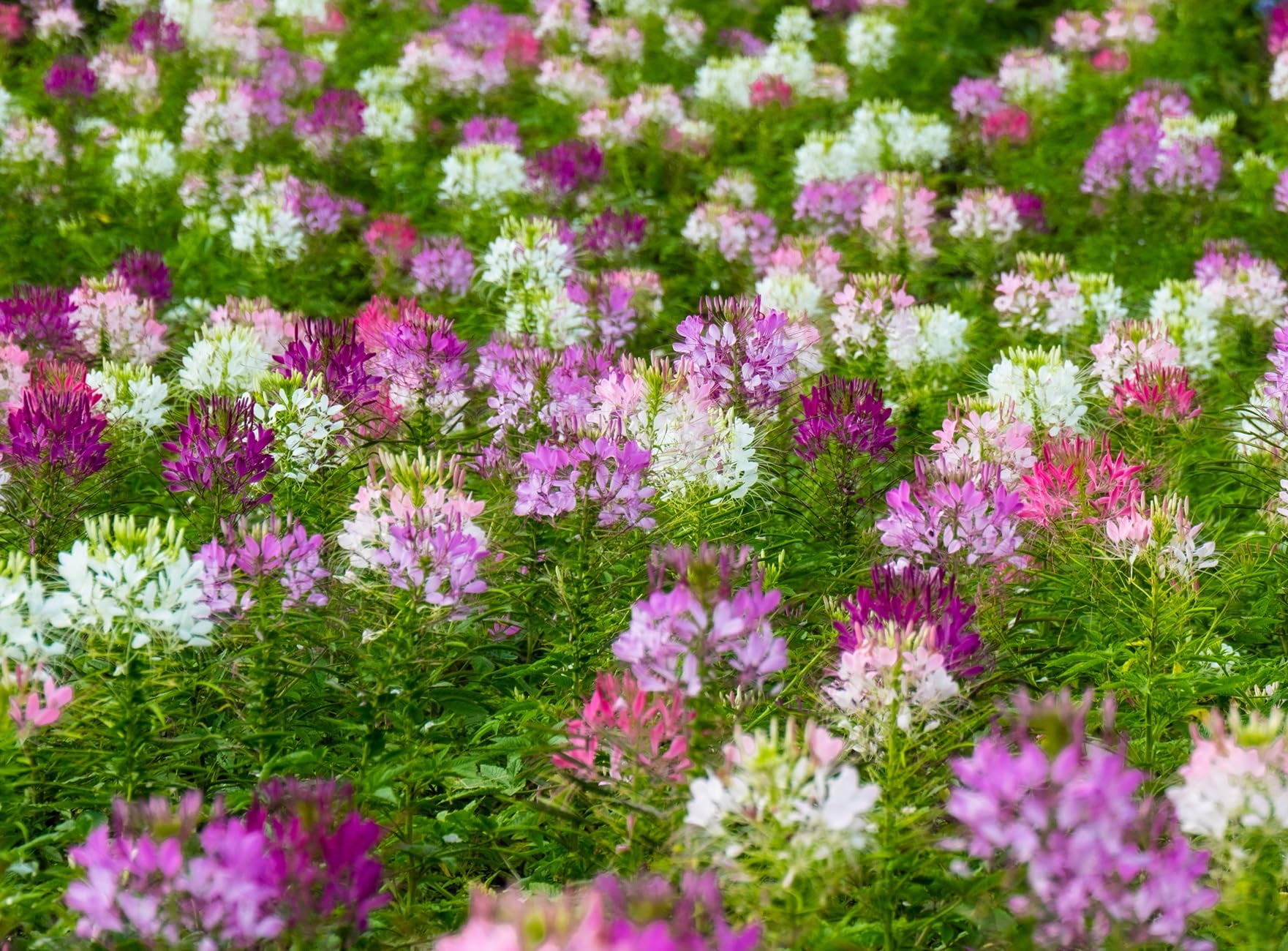 500 Cleome Seeds - Spider Flower - Nectar Plant for Monarch Butterflies ...