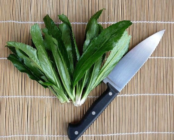 500+ Culantro Seeds AJH3 - NGO GAI - Parsley Mexican Coriander Recao ...