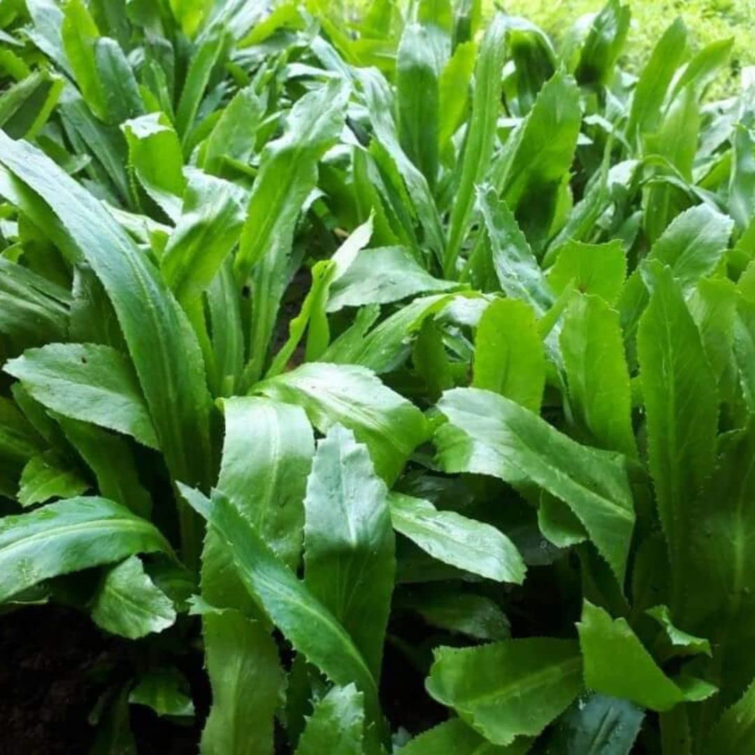 500 Culantro Seeds Stinkweed, Duck-Tongue herb, Sawtooth, or Saw-Leaf ...