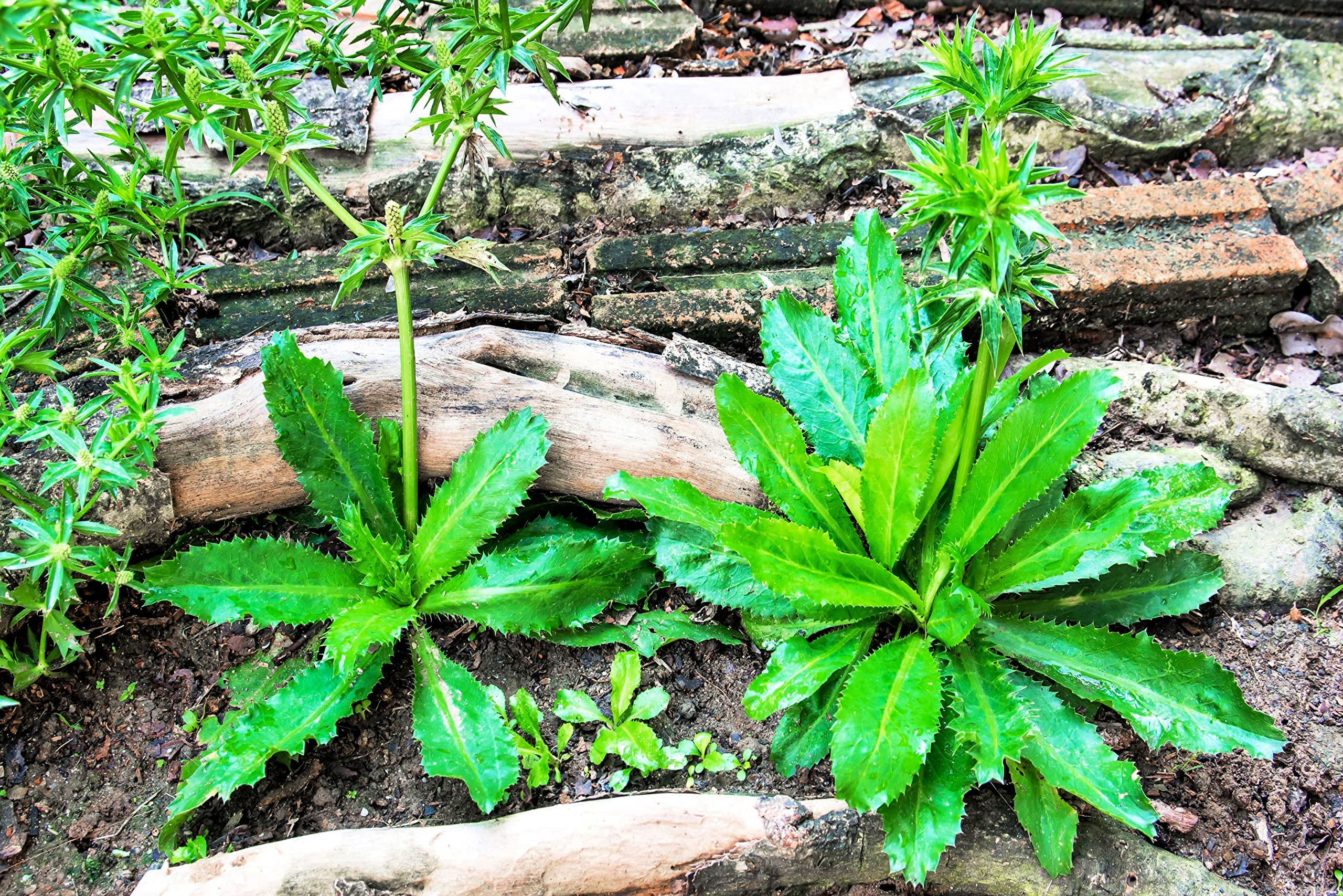 Culantro Herb (Eryngium foetidum) - Recao Latin Cuisine Spice Seed ...