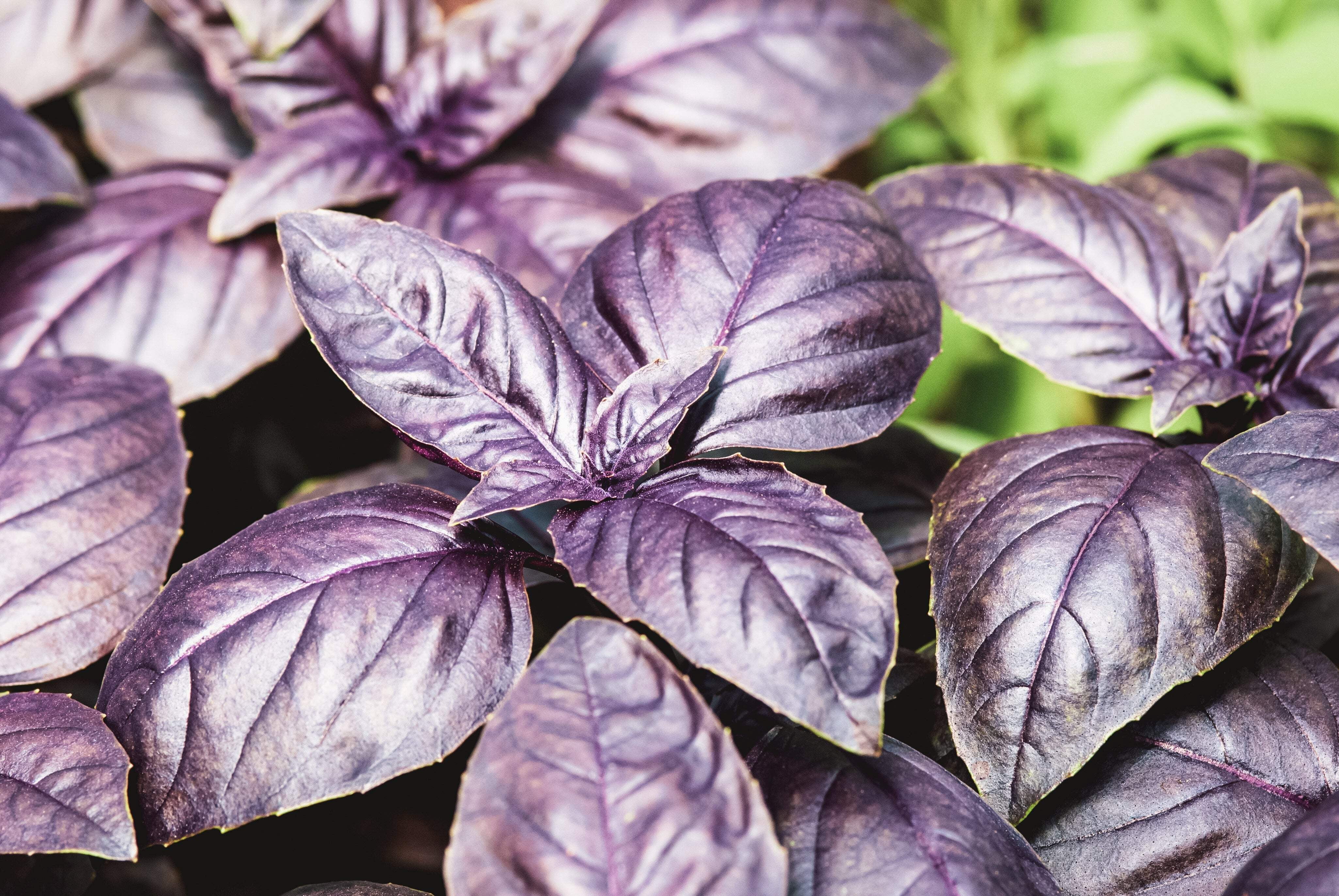 Seedville USA, 500 Dark Opal Basil Seeds, Purple Ruffles Leaves, Herb ...