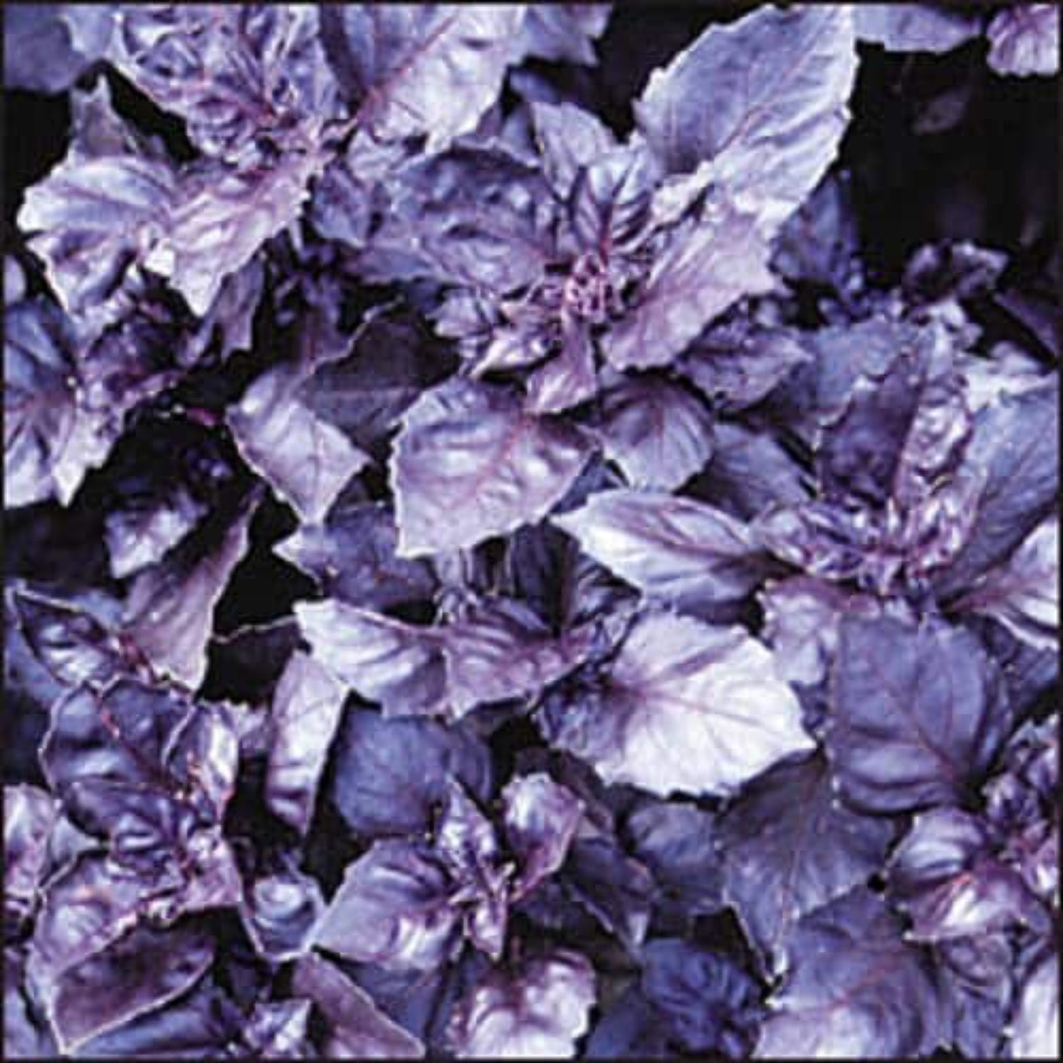 Seedville USA, 500 Dark Opal Basil Seeds, Purple Ruffles Leaves, Herb ...