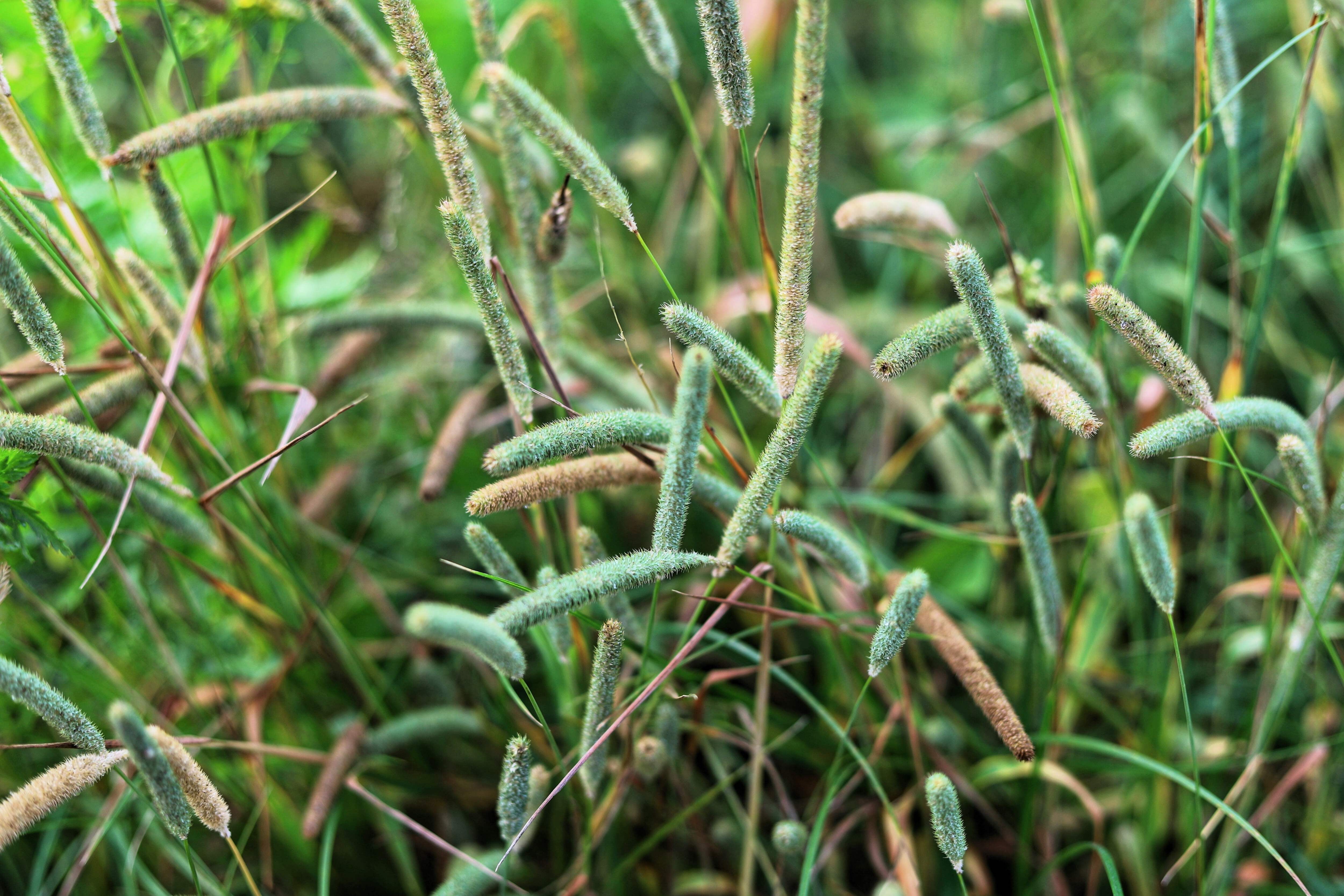 500 DERBY TIMOTHY GRASS Ornamental Phleum Pratense Seeds - Walmart.com