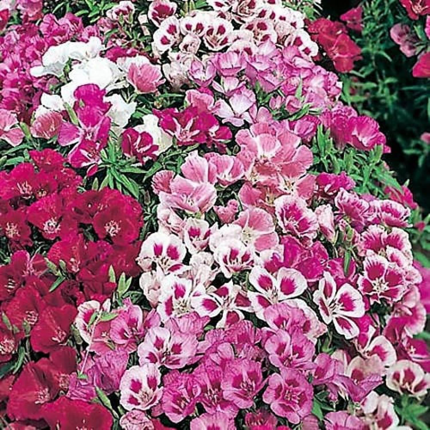 Seedville USA, Double Deuces Godetia Flower Seeds, Mixed Colors, 500 ...