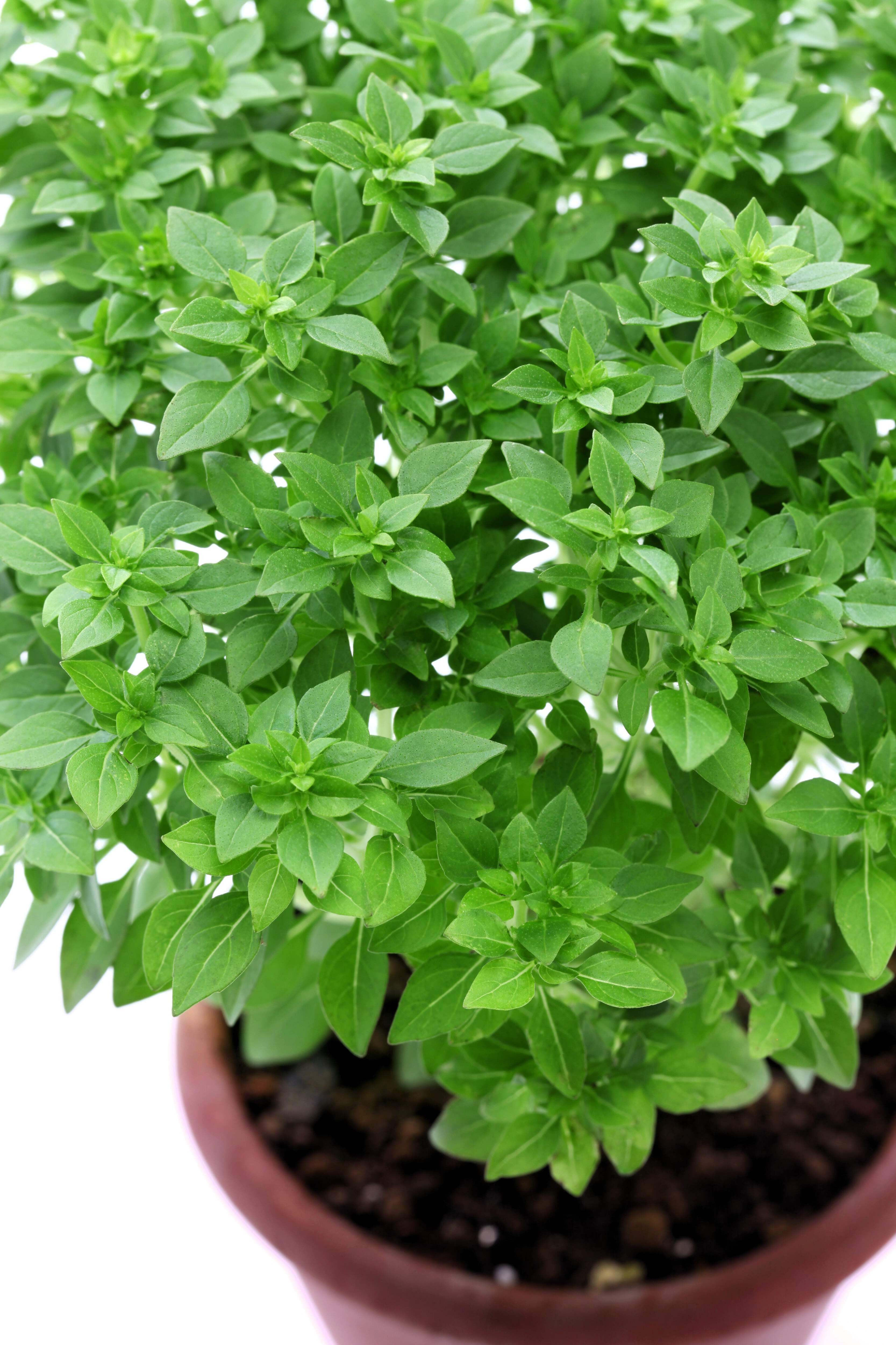 500 DWARF GREEK BASIL Ocimum Basilicum Fragrant Spicy Small Bright ...