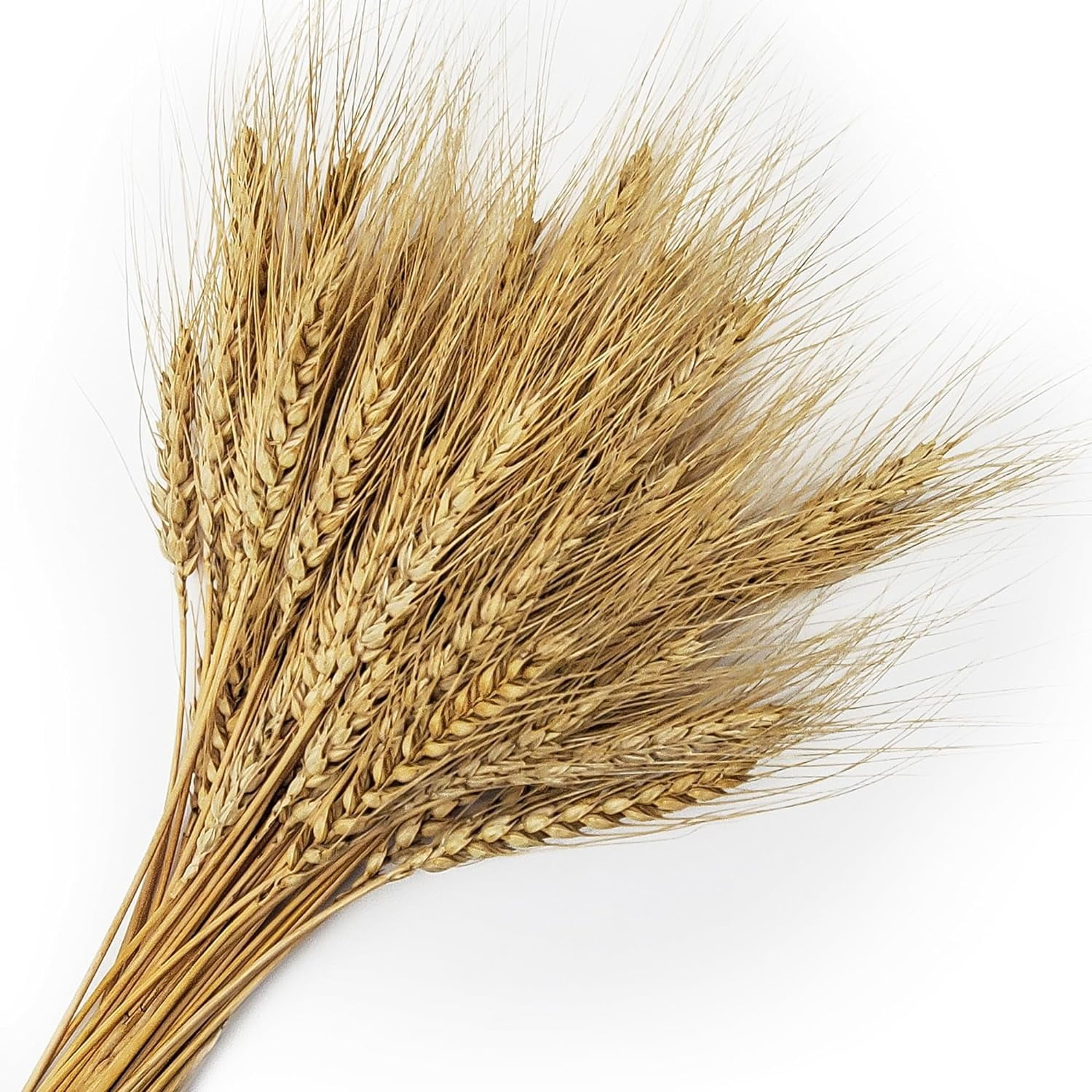 500 Dried Wheat Stalks 16-22", Wheat Stems, Kansas Grown Wheat for ...