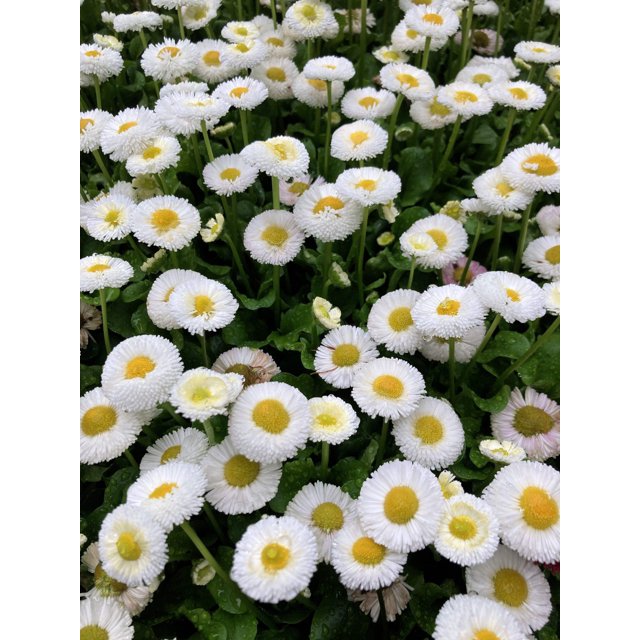 500 Dwarf WHITE ENGLISH DAISY Bellis Perennis Flower Seeds - Walmart.com