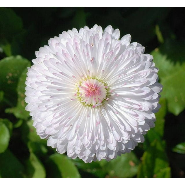 500 Dwarf WHITE ENGLISH DAISY Bellis Perennis Flower Seeds - Walmart.com