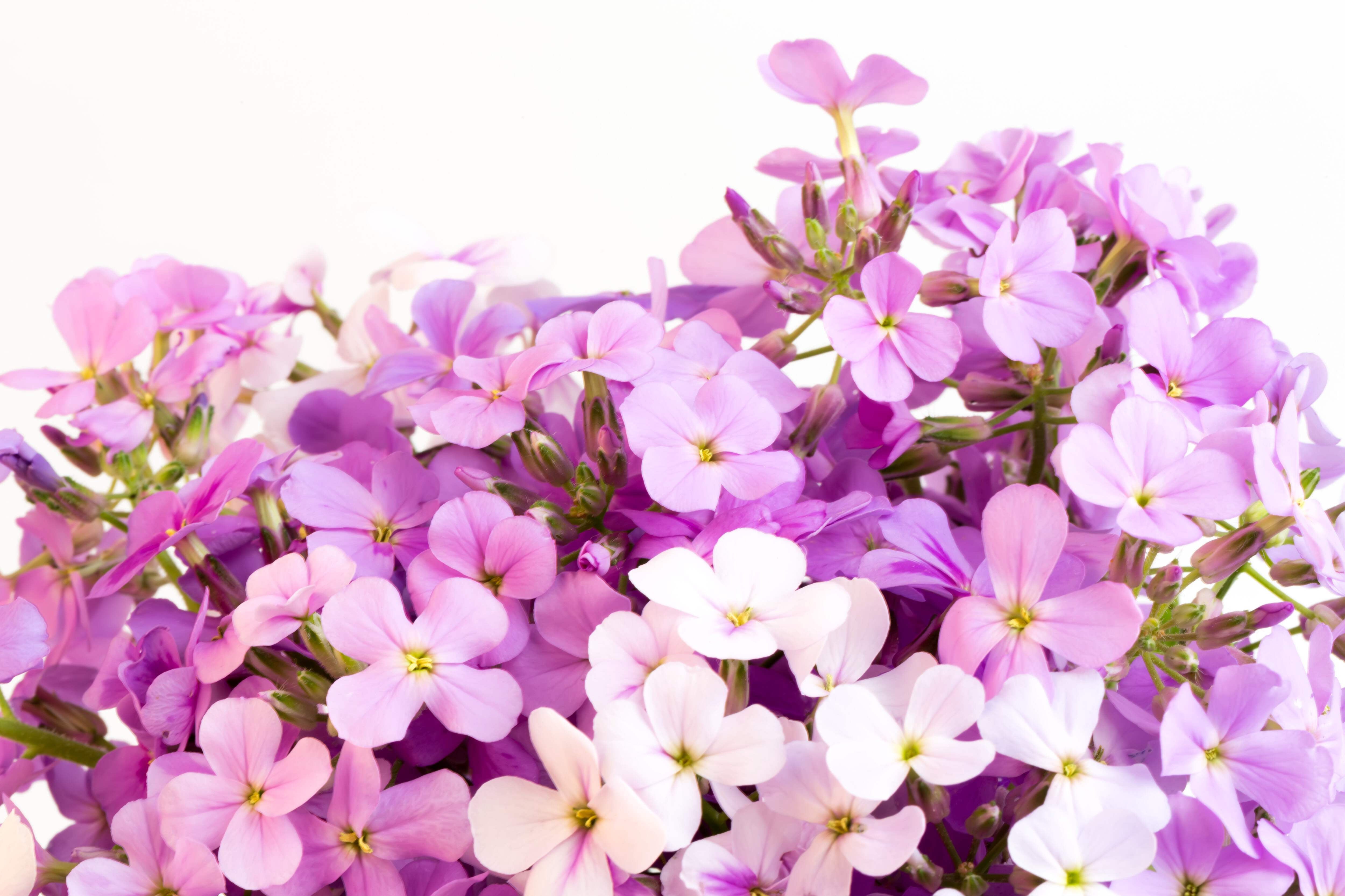 500 EVENING ( night ) SCENTED STOCK Matthiola Longipetala Bicornis ...