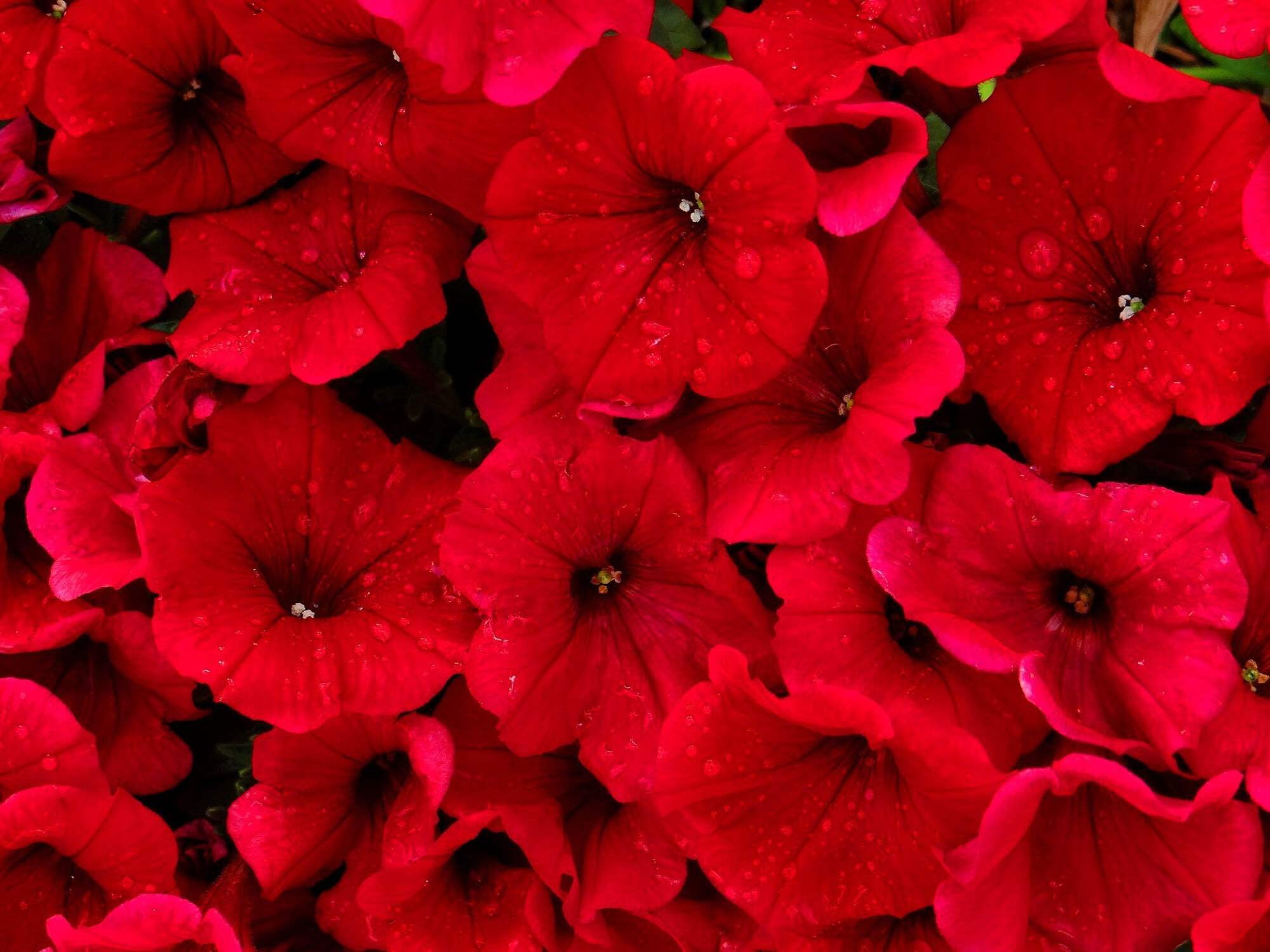 Fire Chief Red Petunia Nana Compacta - 500 Annual AAS Winner Seeds for ...