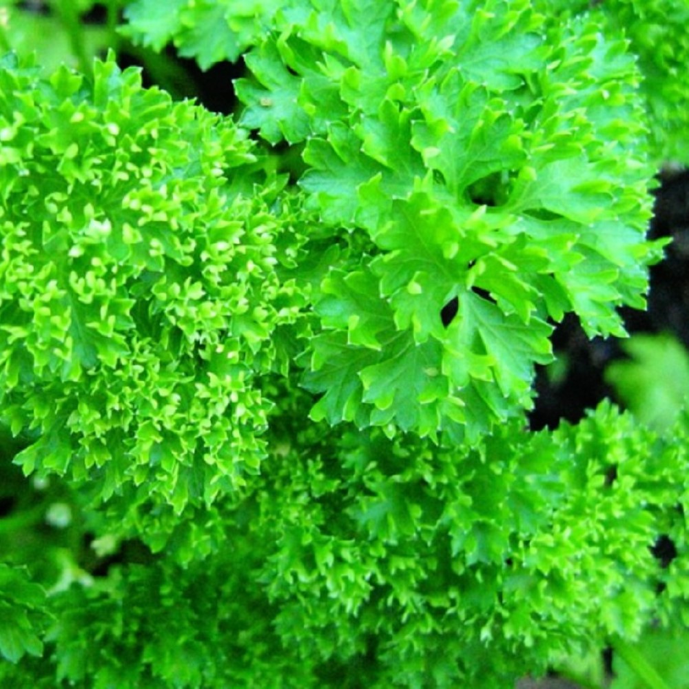 500 Forest Green Parsley Seeds | NON-GMO | Heirloom | Fresh Garden ...