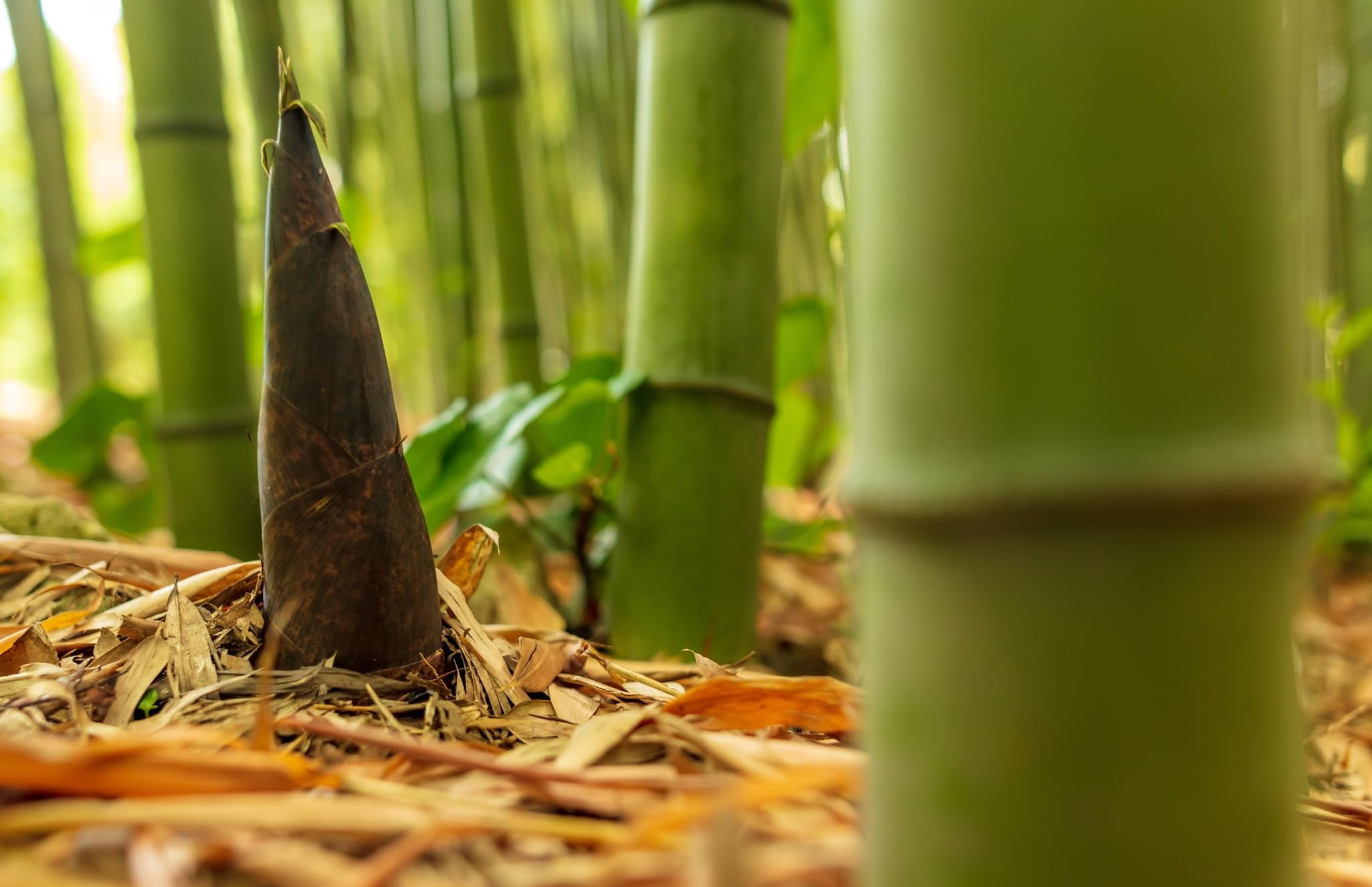 500+ Fresh Giant Bamboo Seeds for Planting - Quick Growth and Winter ...