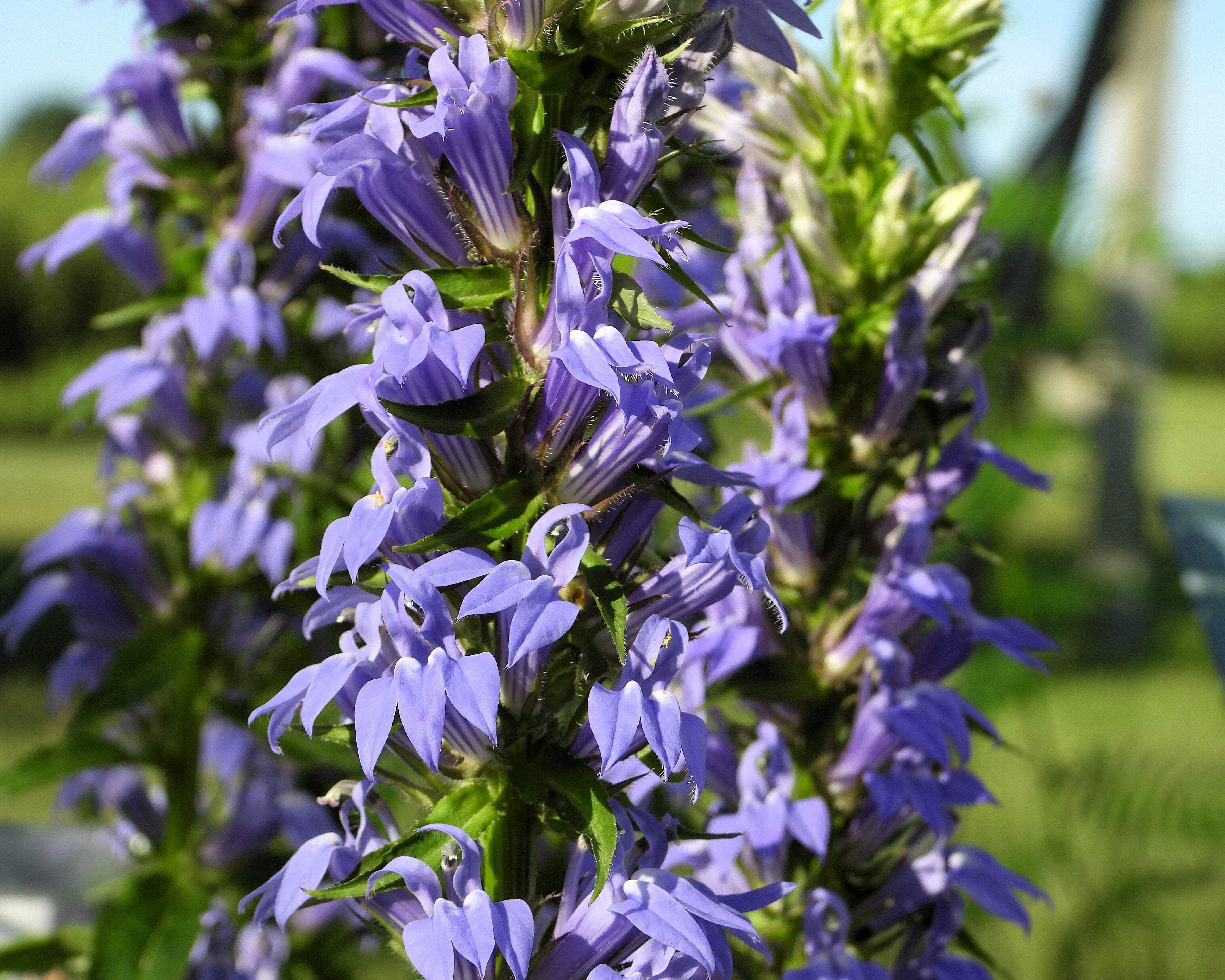 500 GREAT BLUE LOBELIA Lobelia Siphilitica Flower Seeds - Walmart.com