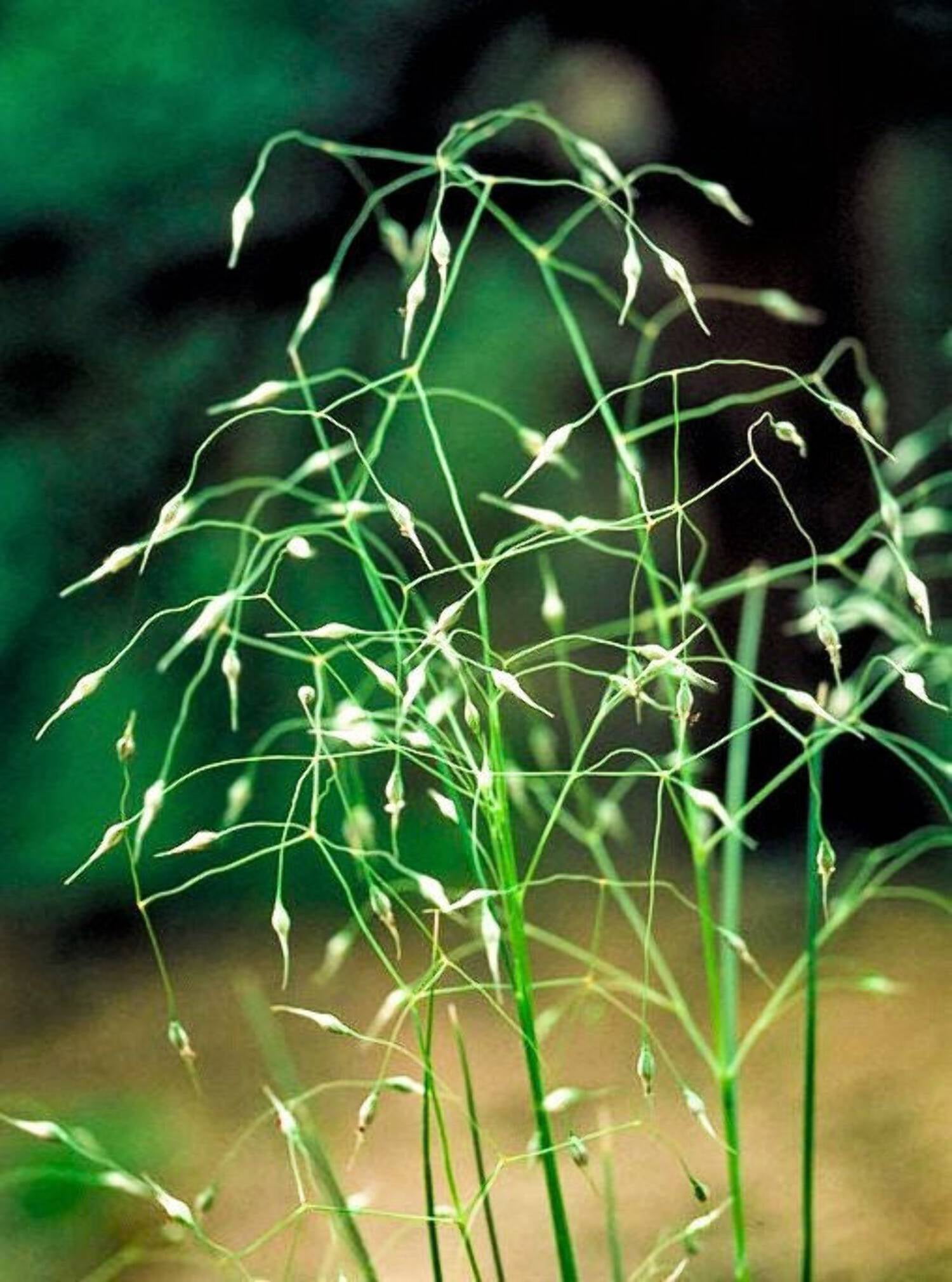 500 INDIAN RICEGRASS Nezpar Oryzopsis Hymenoides Stipa Sand Rice Grass ...