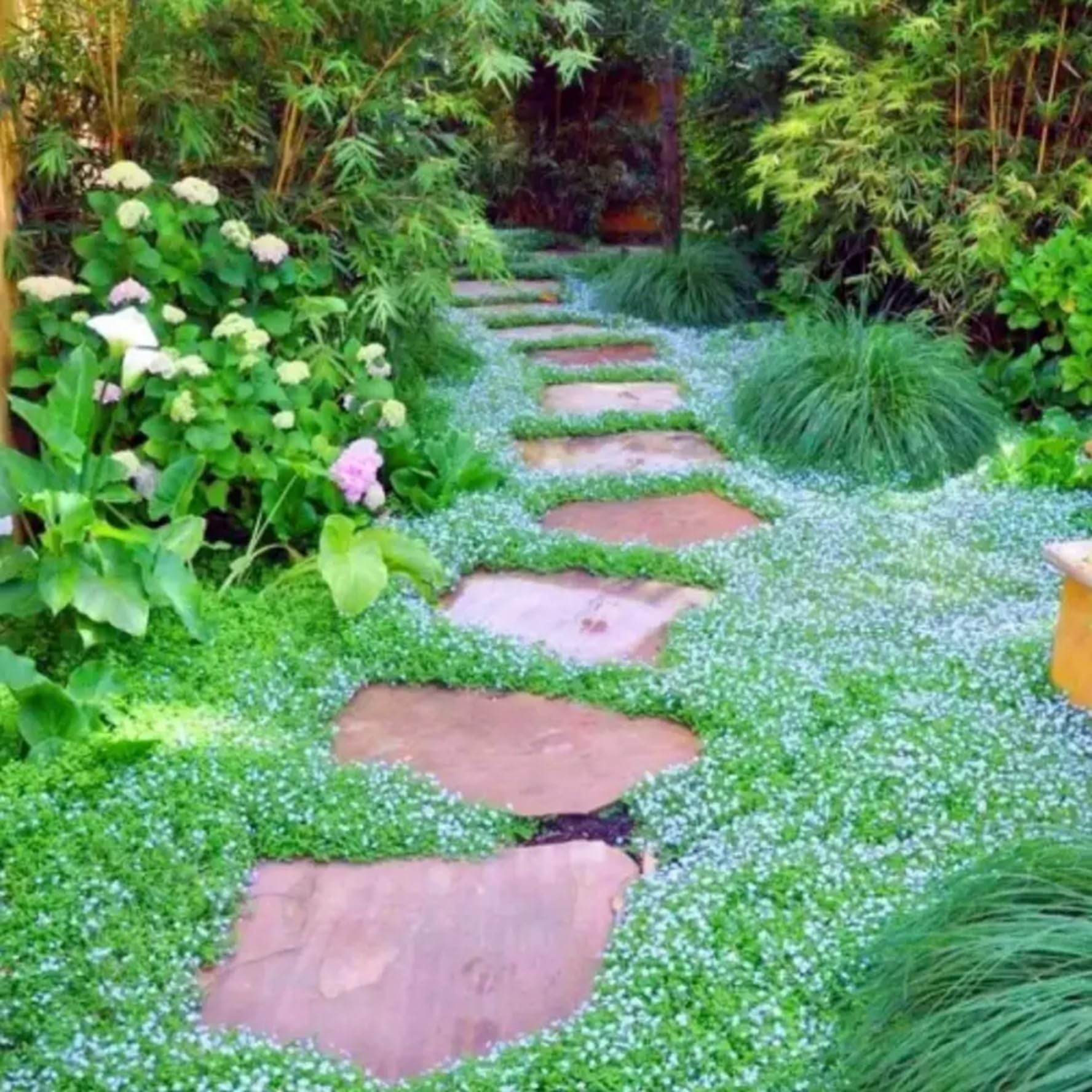 500 Irish Moss Seeds for Planting - Grow Stunning Ground Cover That ...