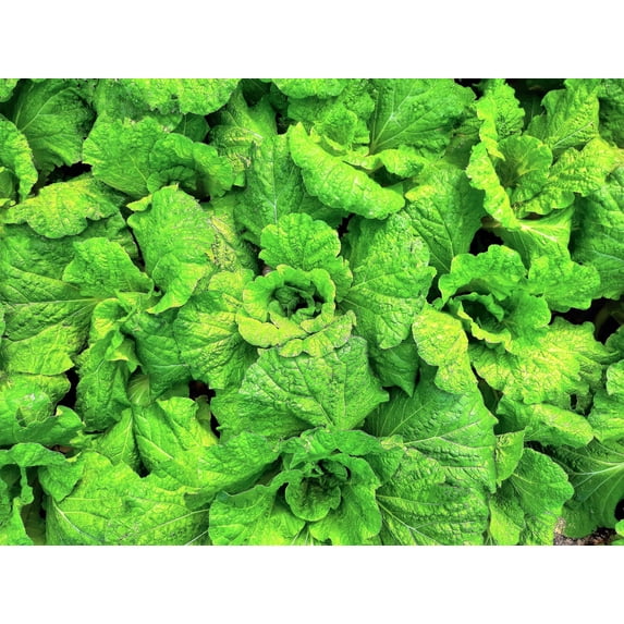 500 LETTUCE LEAF BASIL Ocimum Basilicum Huge Leaves Herb Seeds ...
