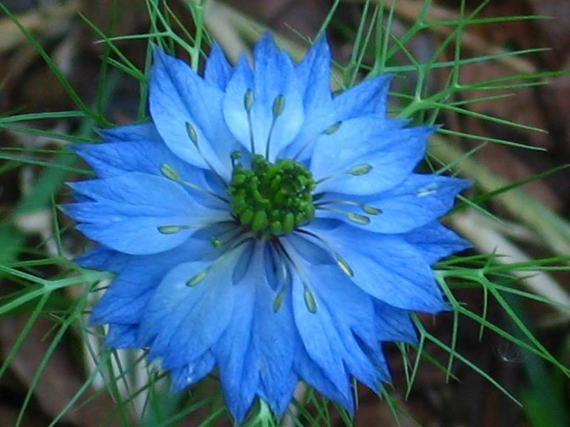 500 LOVE IN A MIST Miss Jekyll Blue ( Fennel Flower ) Nigella Damascena ...
