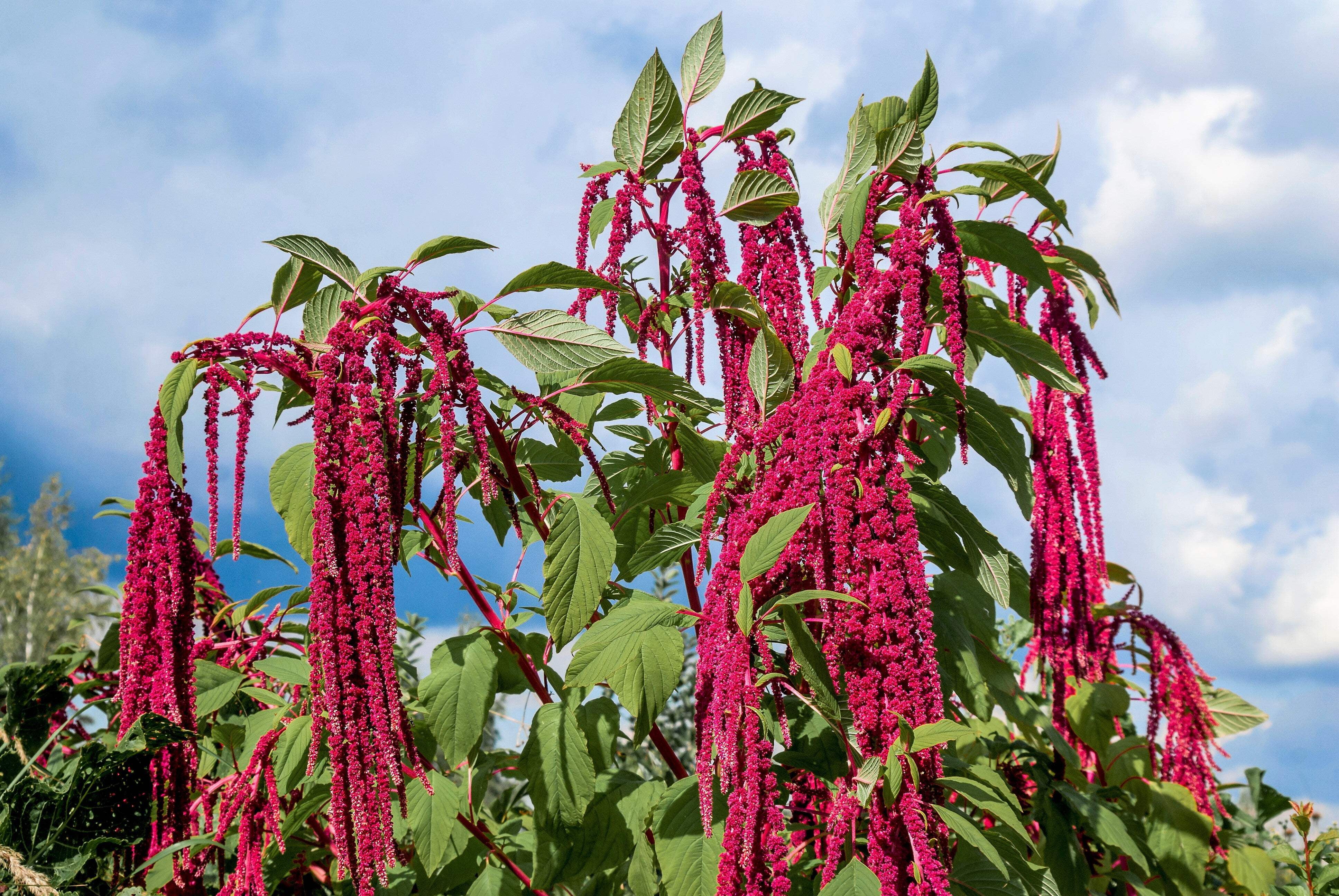 500 LOVE LIES BLEEDING Amaranthus Caudatus (Kiss Me Over The Garden ...