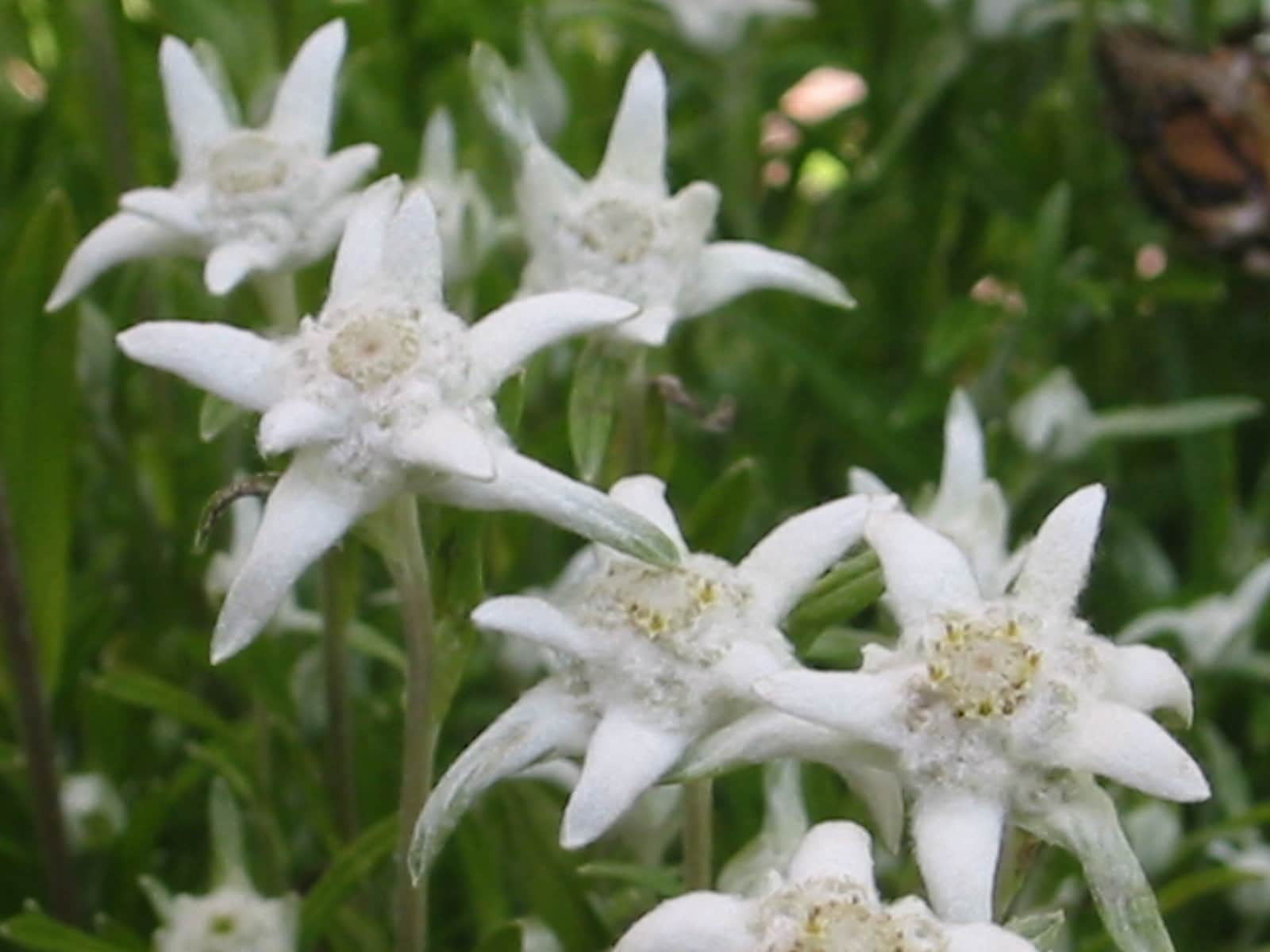 500 Leontopodium alpinum Seeds - Edelweiss Seeds - Walmart.com