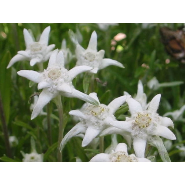 500 Leontopodium alpinum Seeds - Edelweiss Seeds - Walmart.com