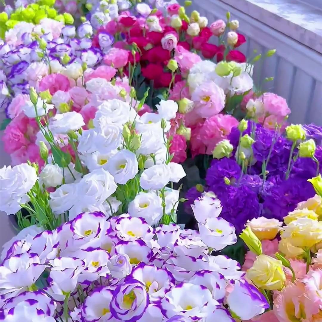 500 Lisianthus SeedsITSC for Planting, Mixed Color Eustoma Flower Seeds, Thornless Rose Seed ...