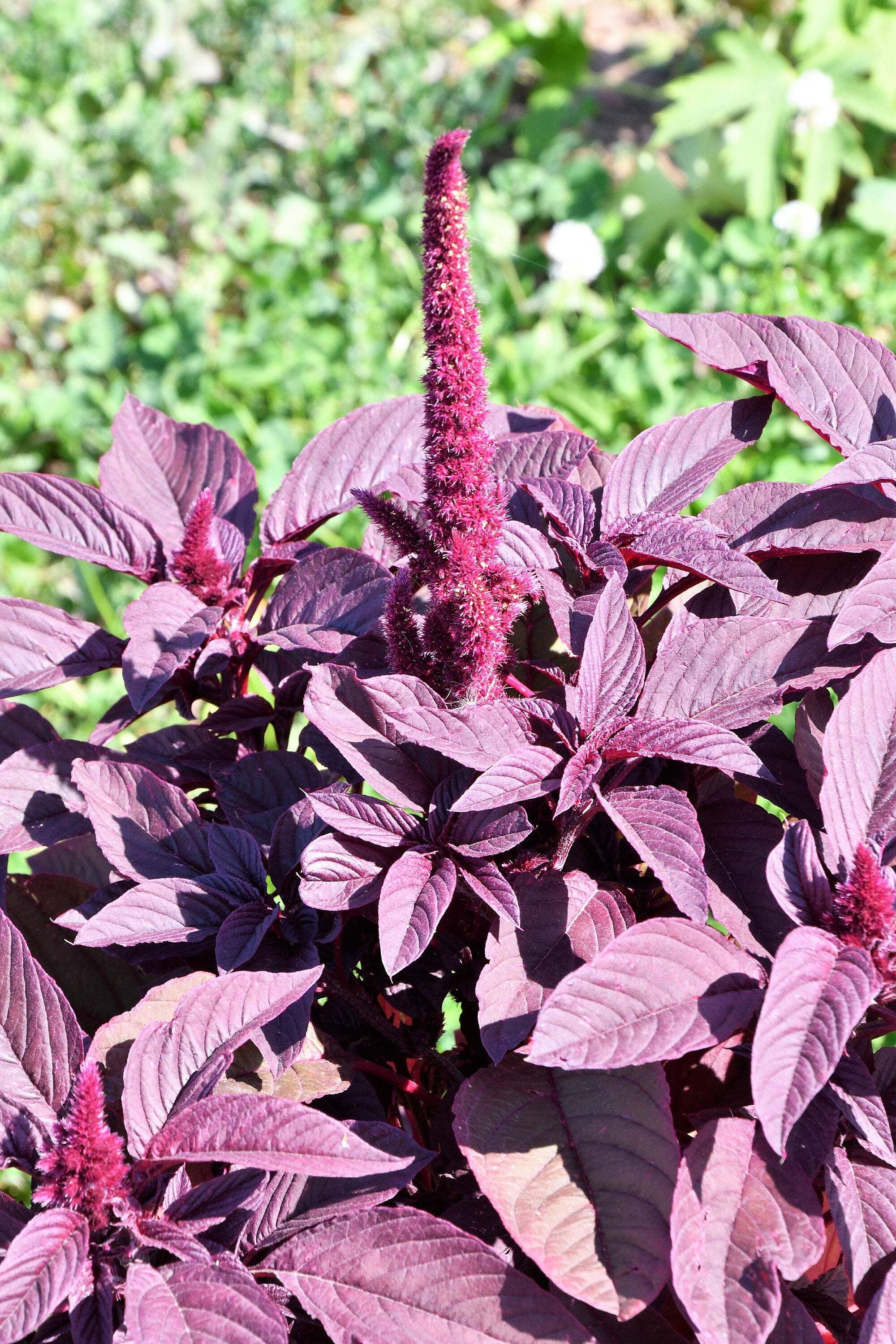 500 MIDNIGHT RED AMARANTHUS Cruentus Amaranth Flower Leaf Vegetable ...